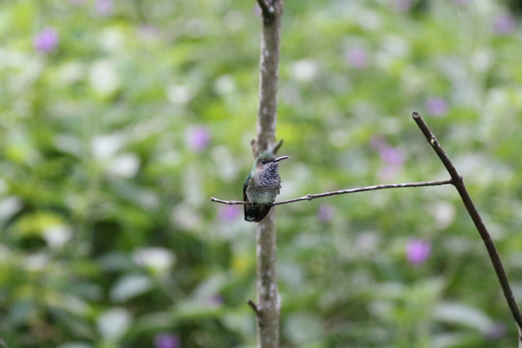 White-necked Jacobin | Great Bird Pics