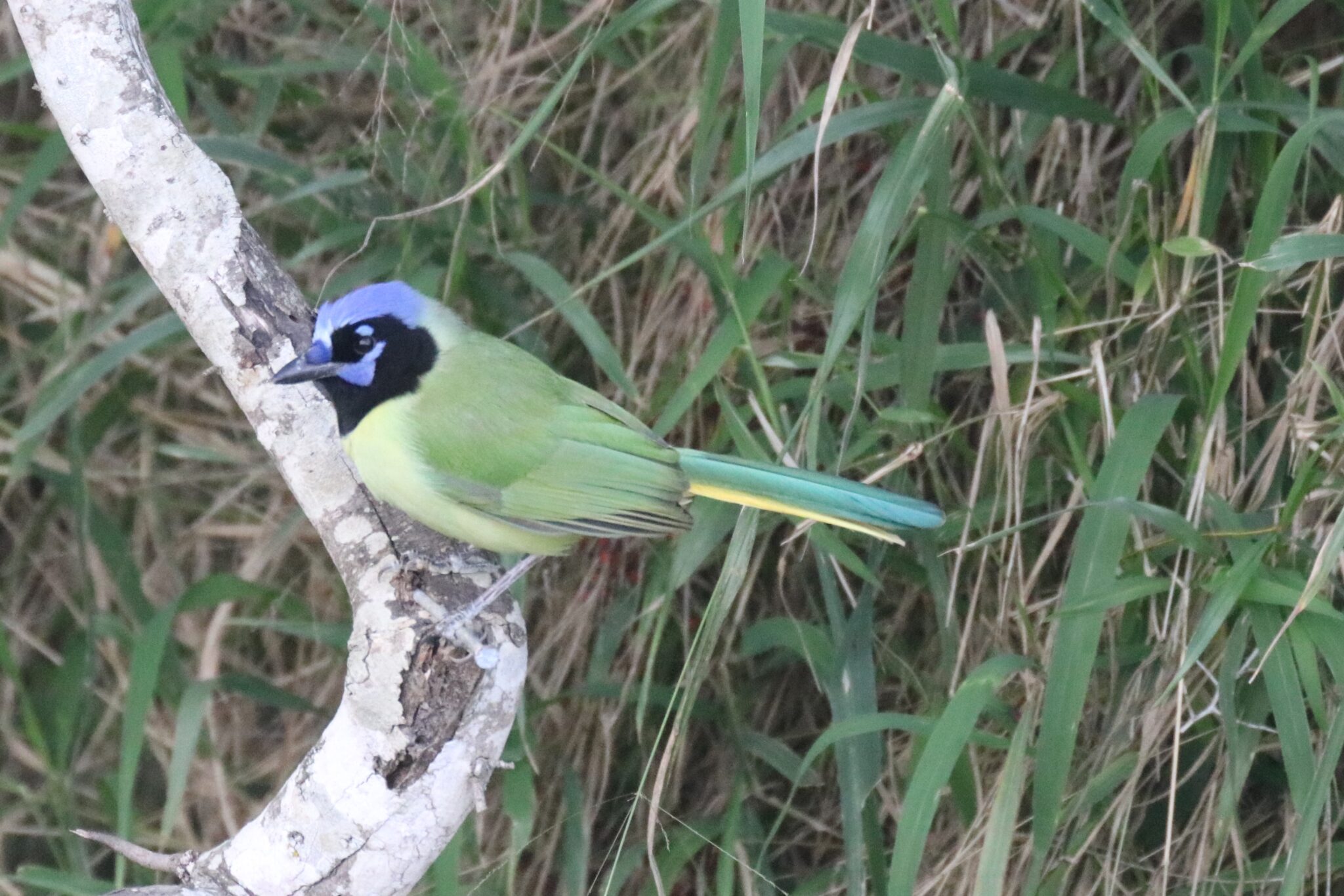 Green Jay | Great Bird Pics