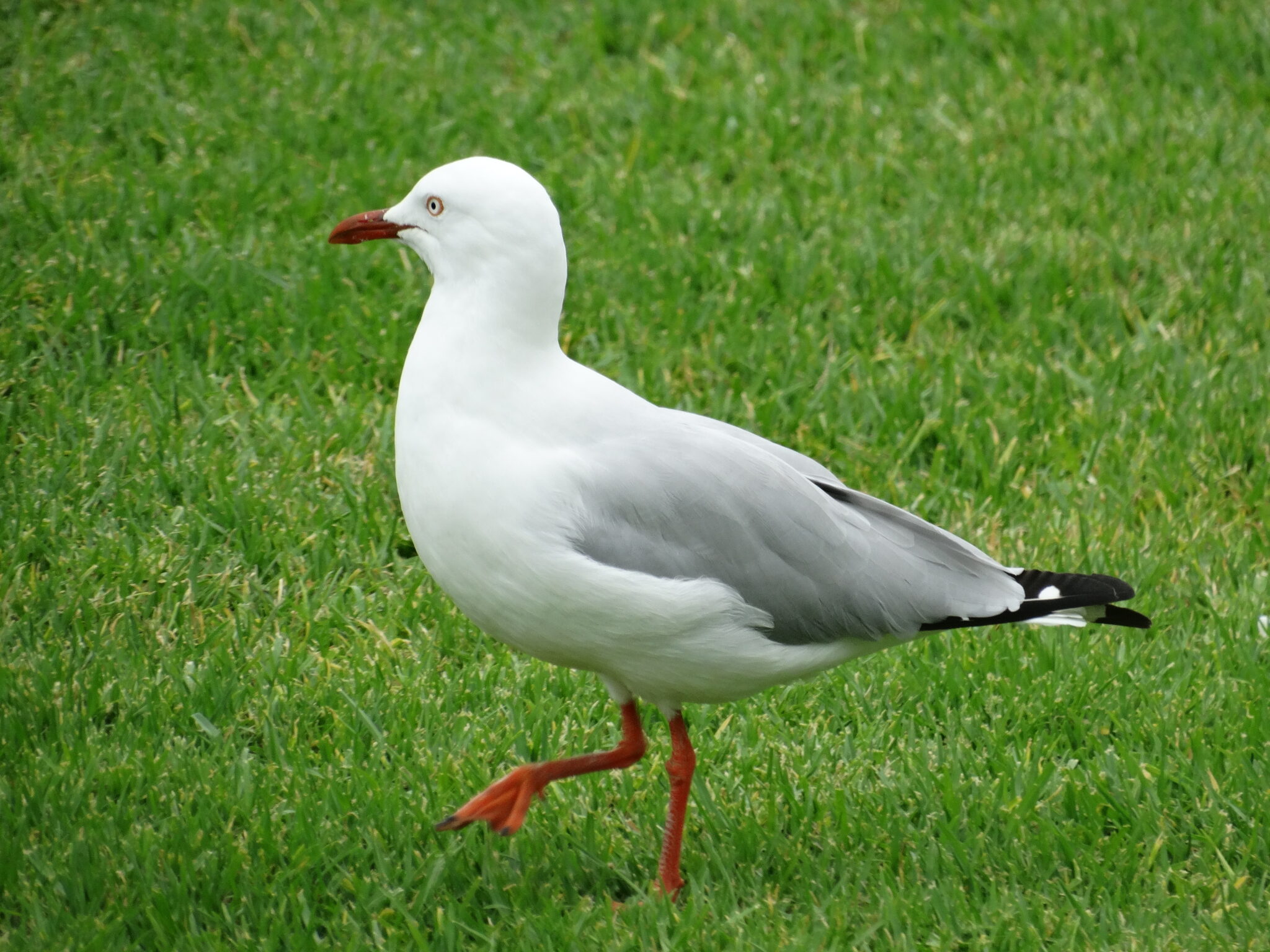 Silver Gull | Great Bird Pics