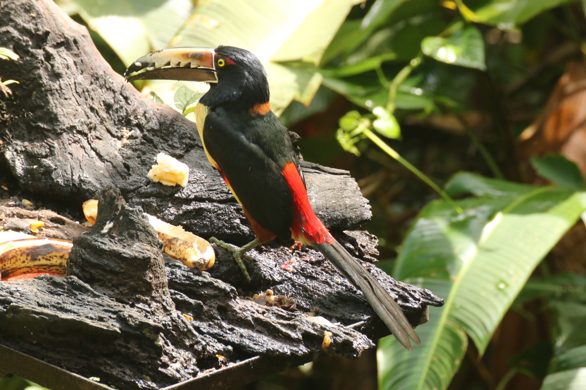 Collared Aracari | Great Bird Pics