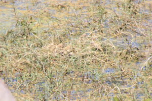 Northern Jacana nest with eggs | Great Bird Pics