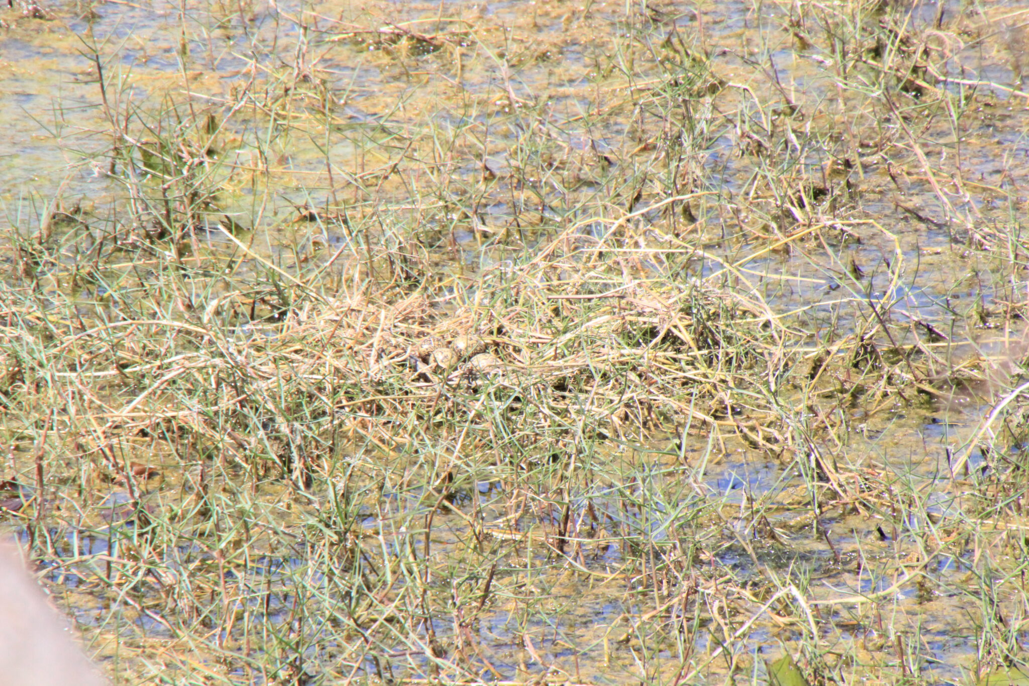 Northern Jacana nest with eggs | Great Bird Pics