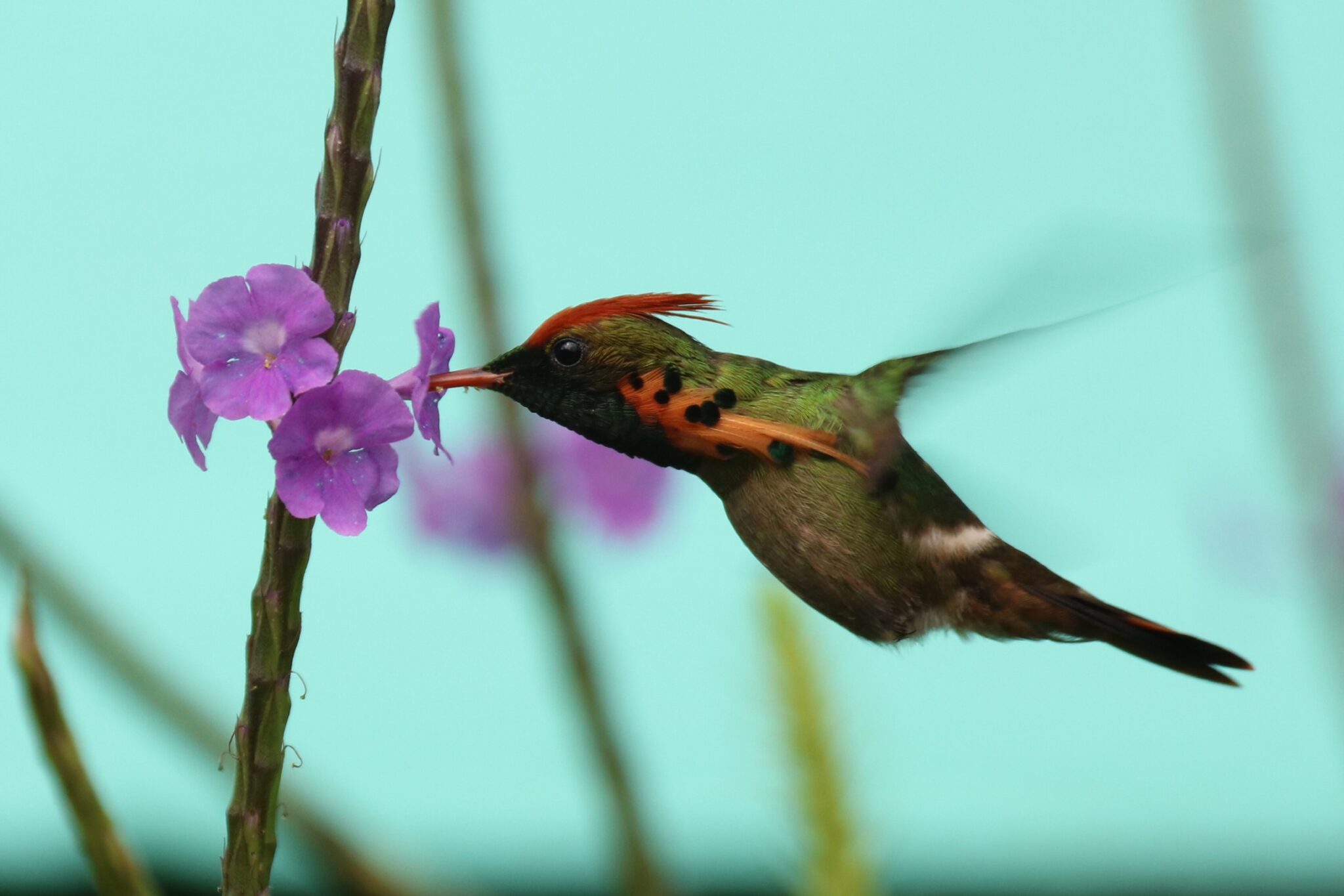 Tufted Coquette | Great Bird Pics