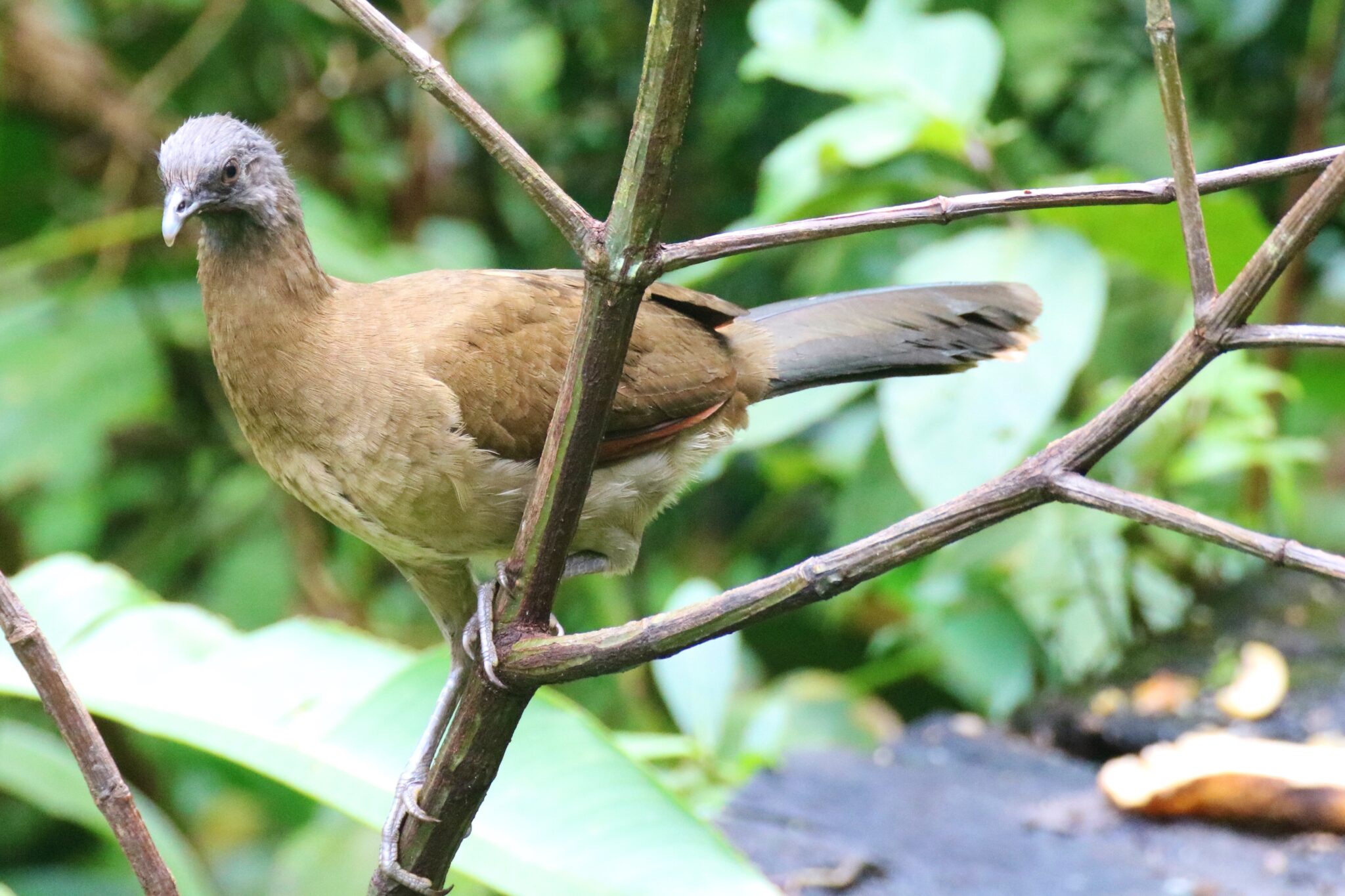Gray-headed Chachalaca | Great Bird Pics