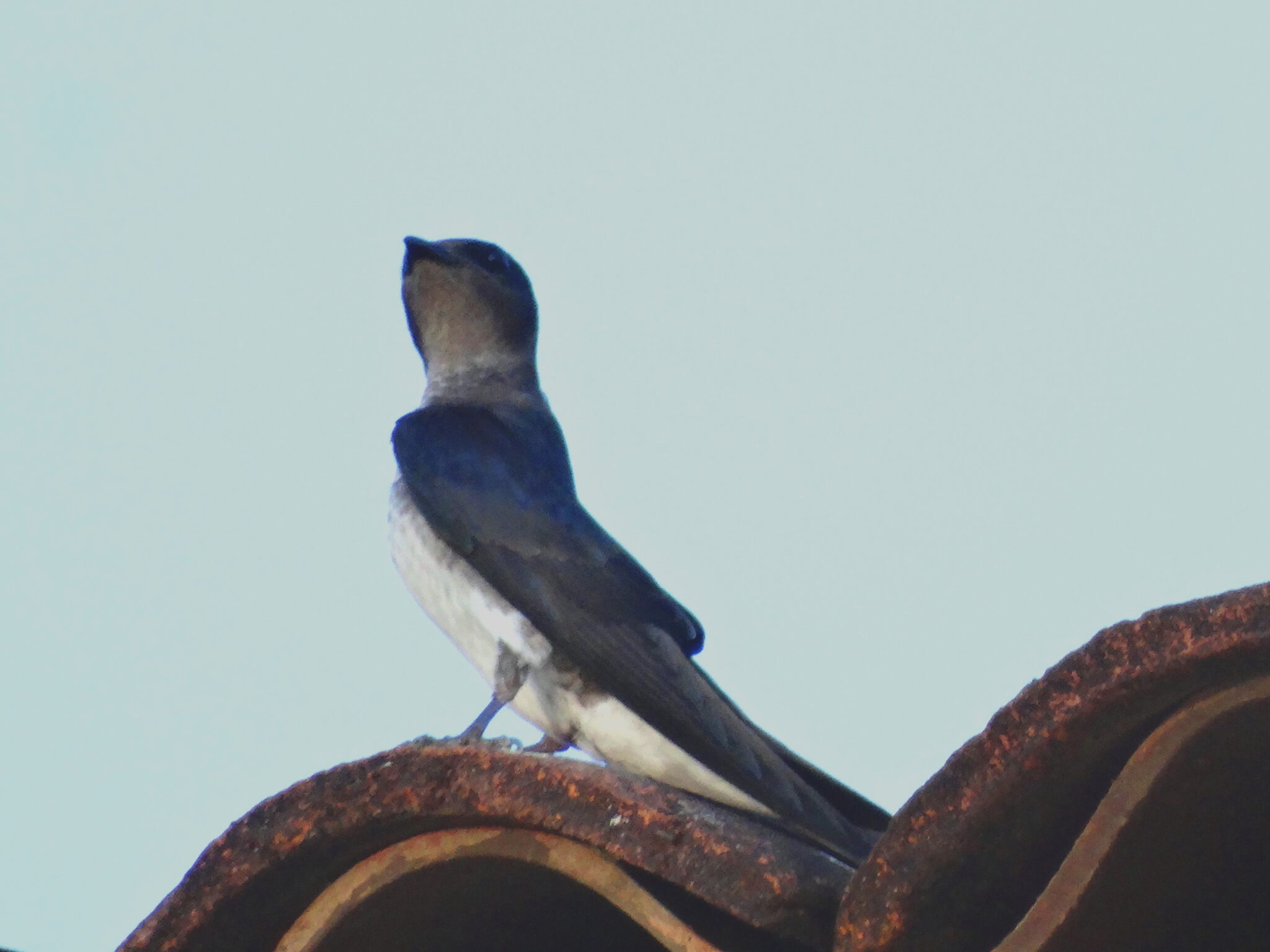Gray-breasted Martin | Great Bird Pics
