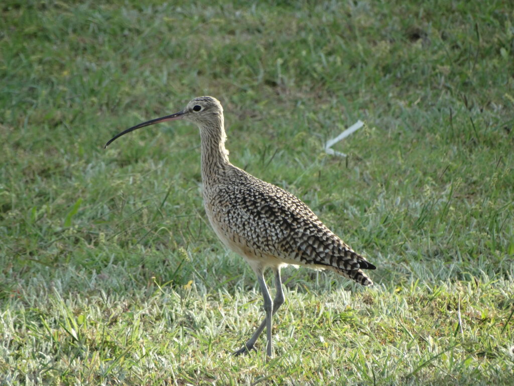 Long-billed Curlew | Great Bird Pics