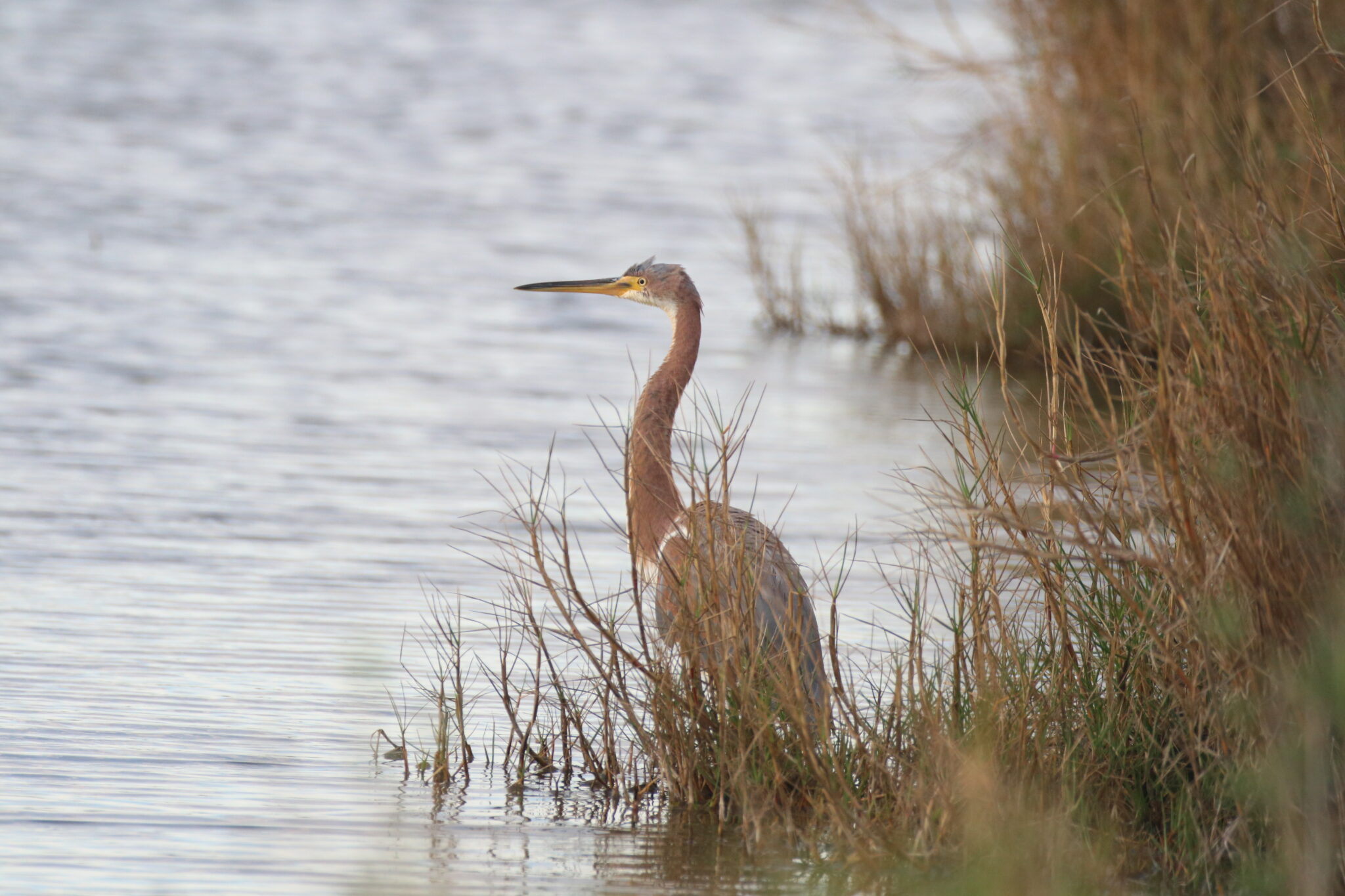 Reddish Egret | Great Bird Pics