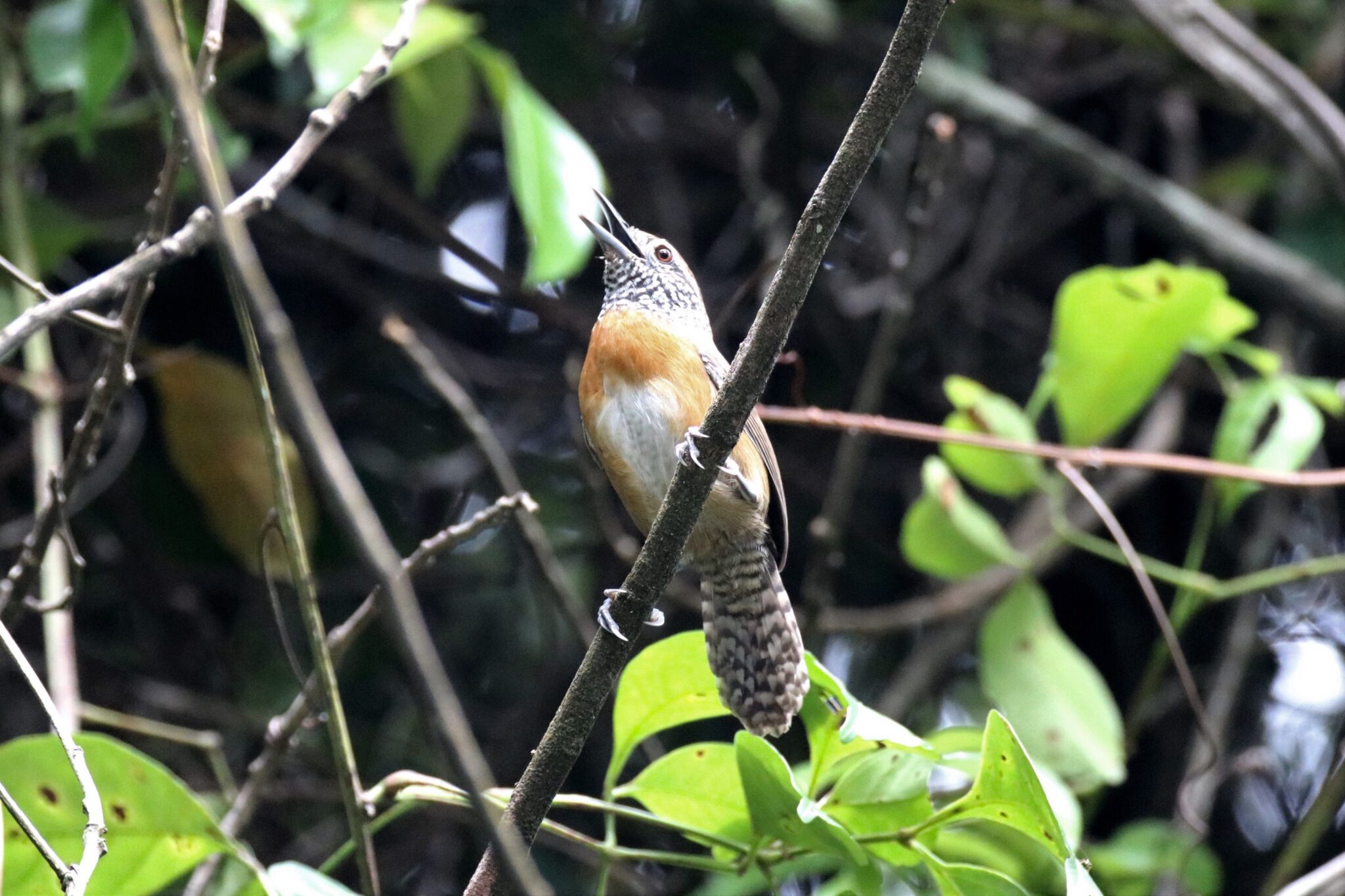 Rufous-breasted Wren | Great Bird Pics
