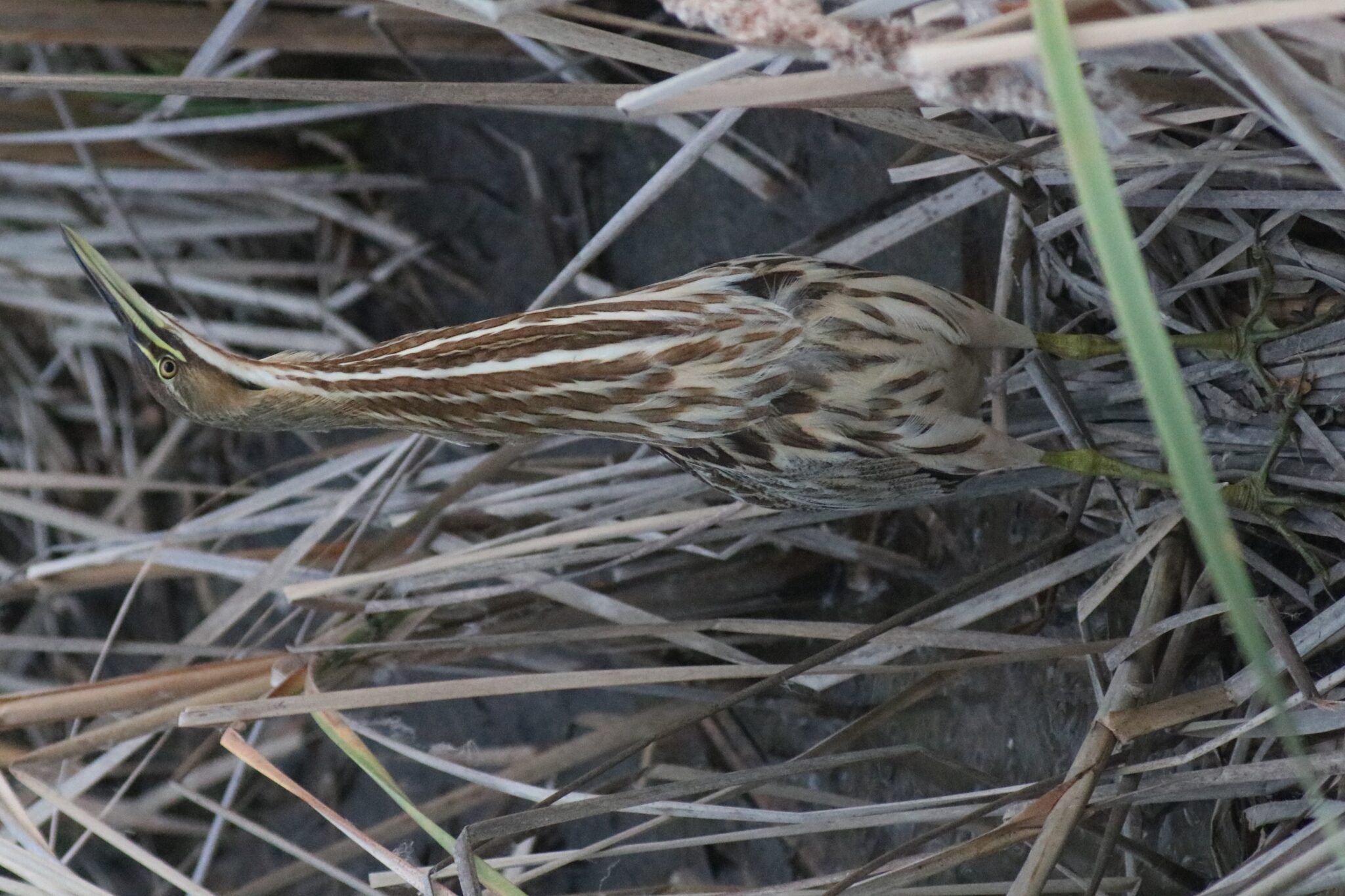 American Bittern | Great Bird Pics