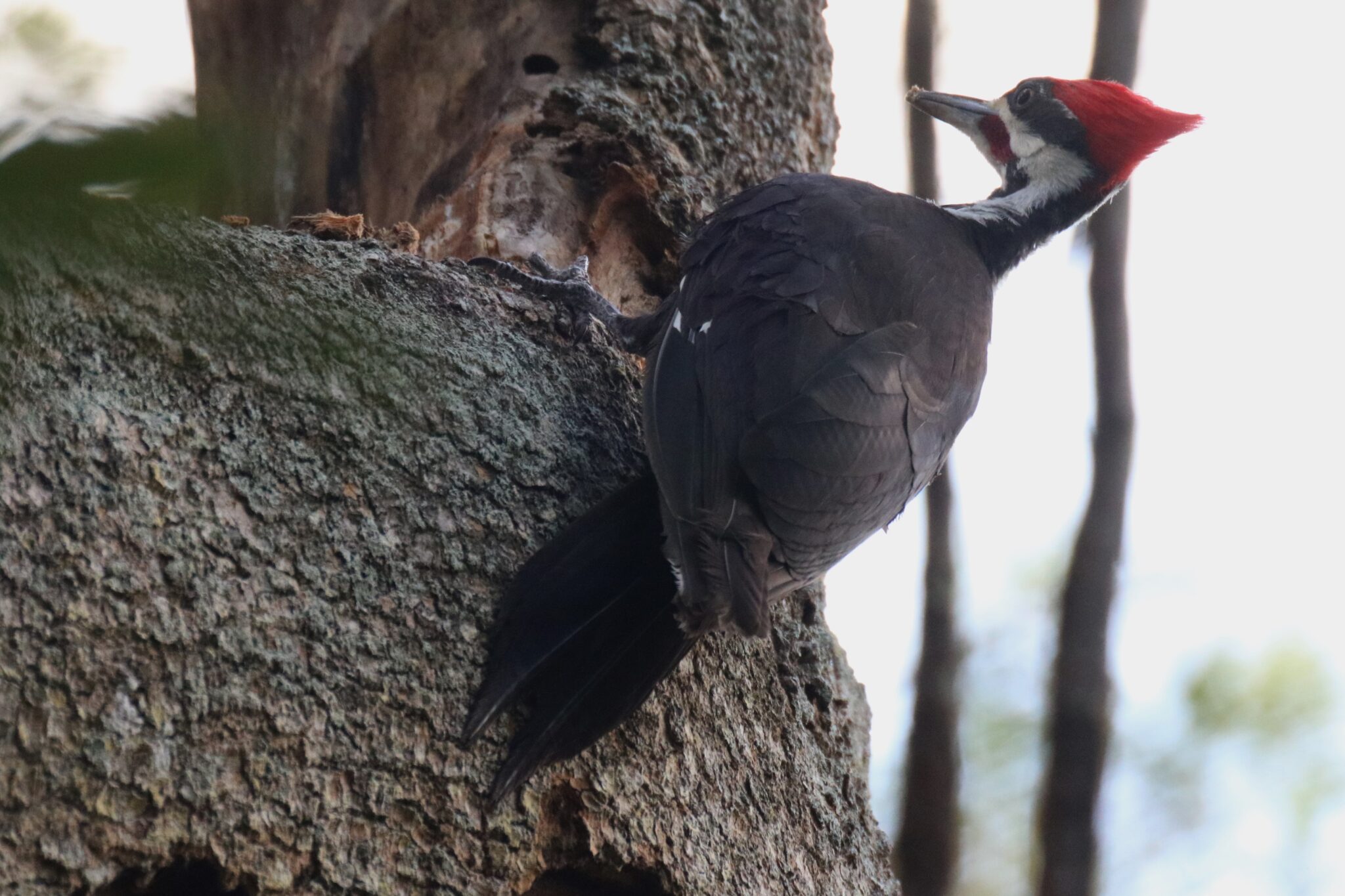 Pileated Woodpecker | Great Bird Pics