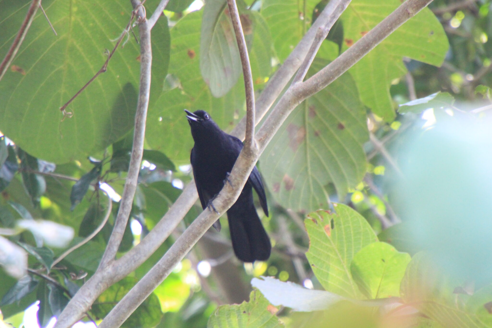 Black Catbird | Great Bird Pics