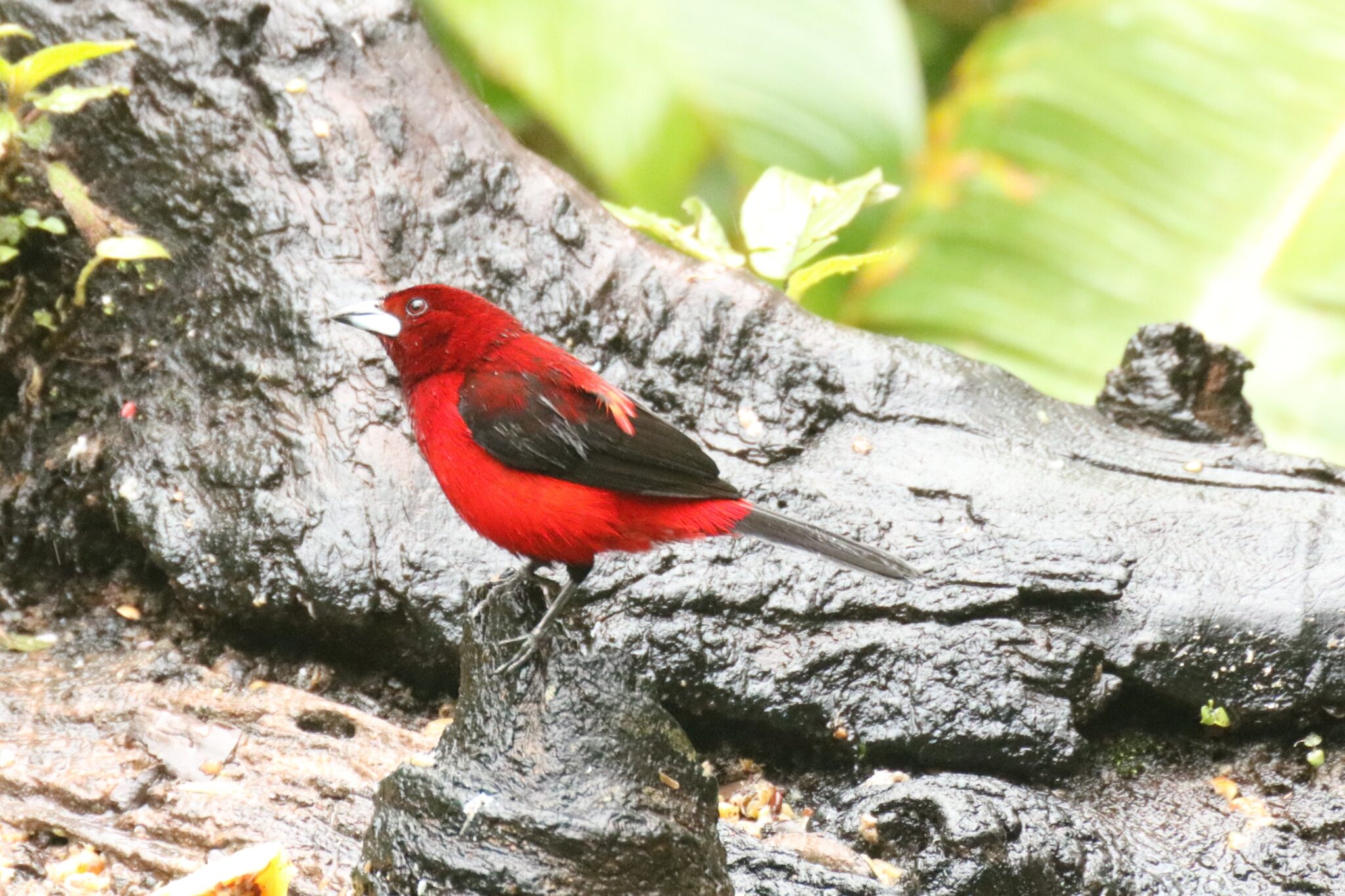 Crimson-backed Tanger | Great Bird Pics