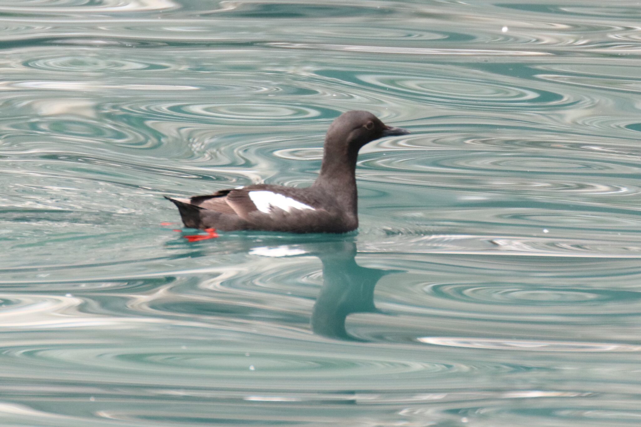 Pigeon Guillemot | Great Bird Pics