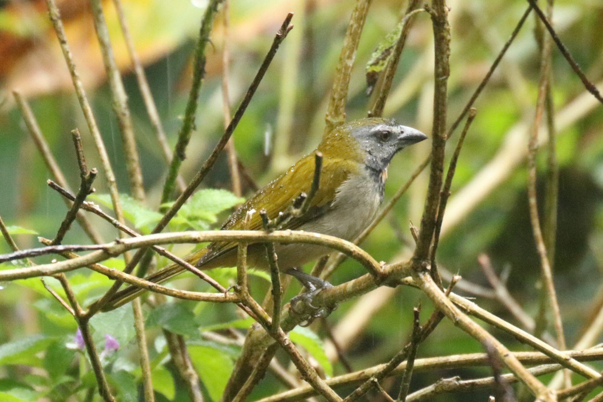 Buff-throated Saltator | Great Bird Pics