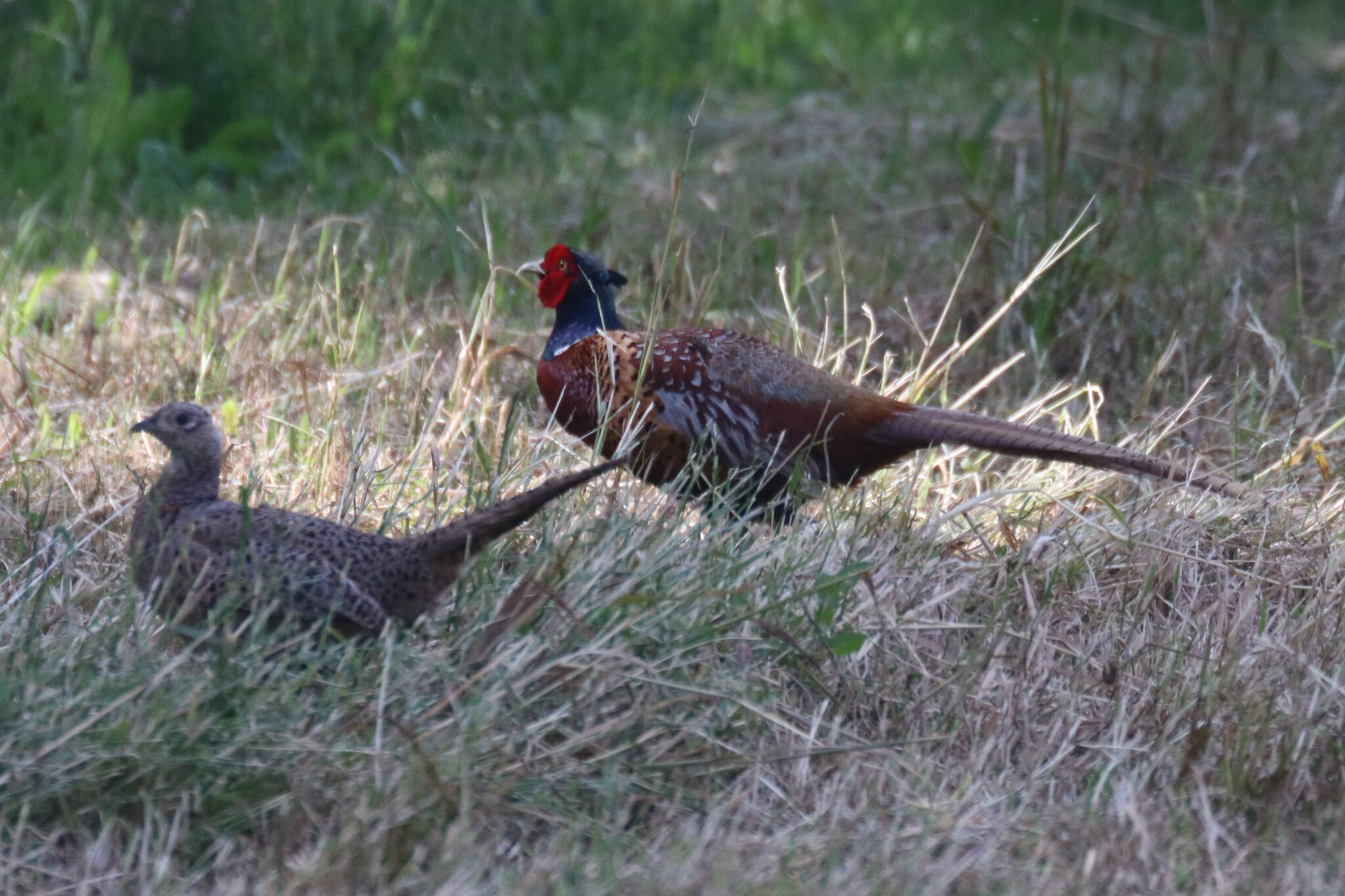 Ring-necked Pheasants | Great Bird Pics