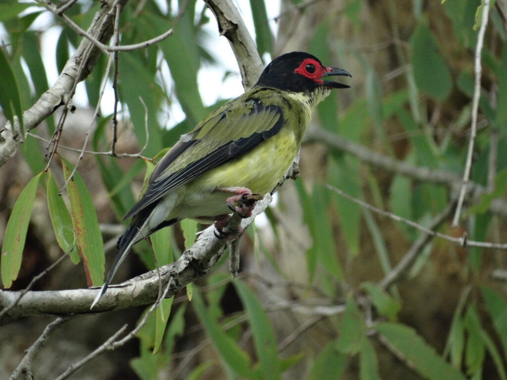 Australasian Figbird | Great Bird Pics