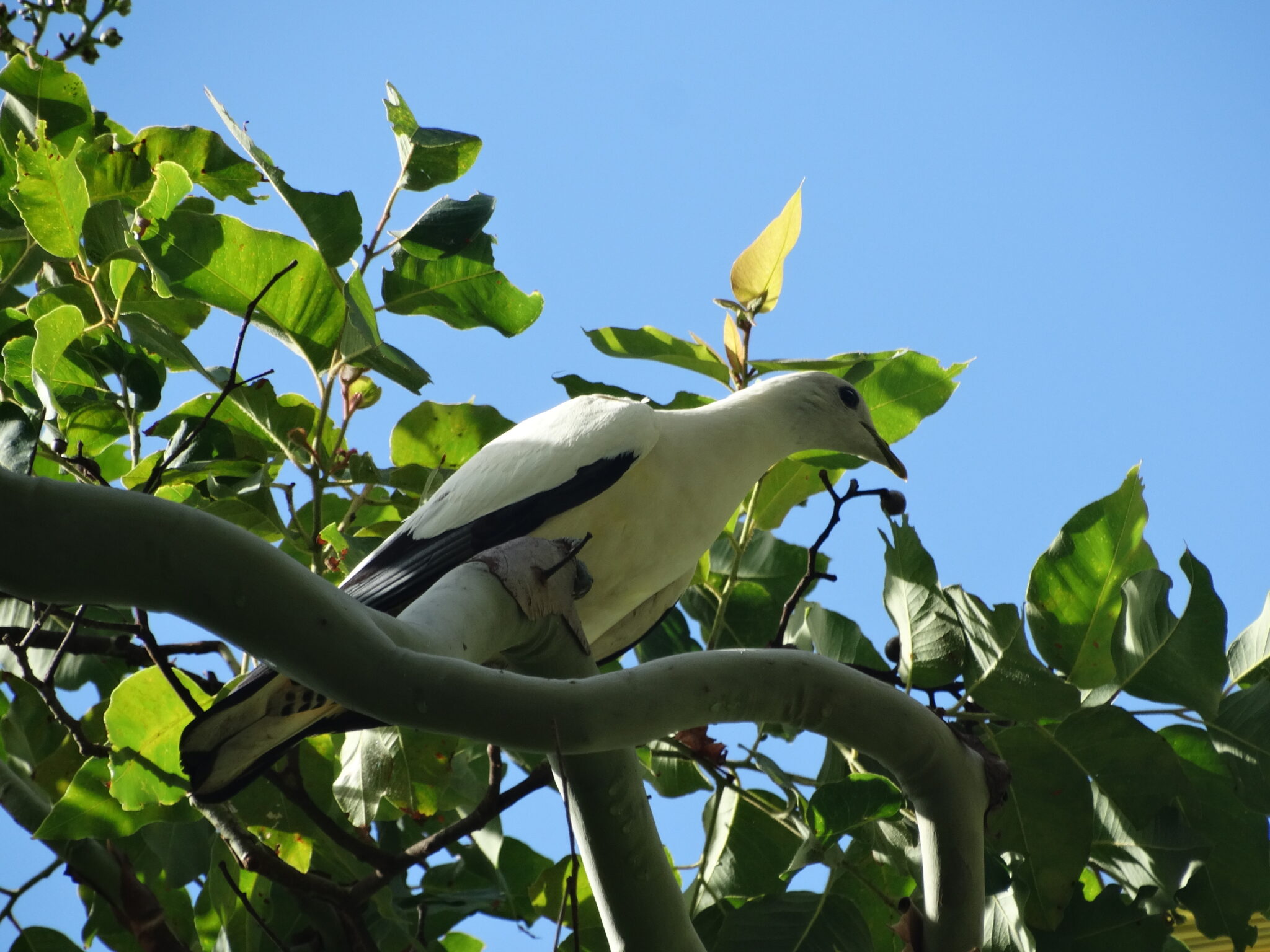 Pied Imperial-Pigeon | Great Bird Pics
