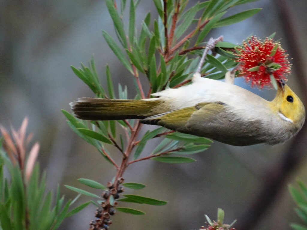 White-plumed Honeyeater | Great Bird Pics