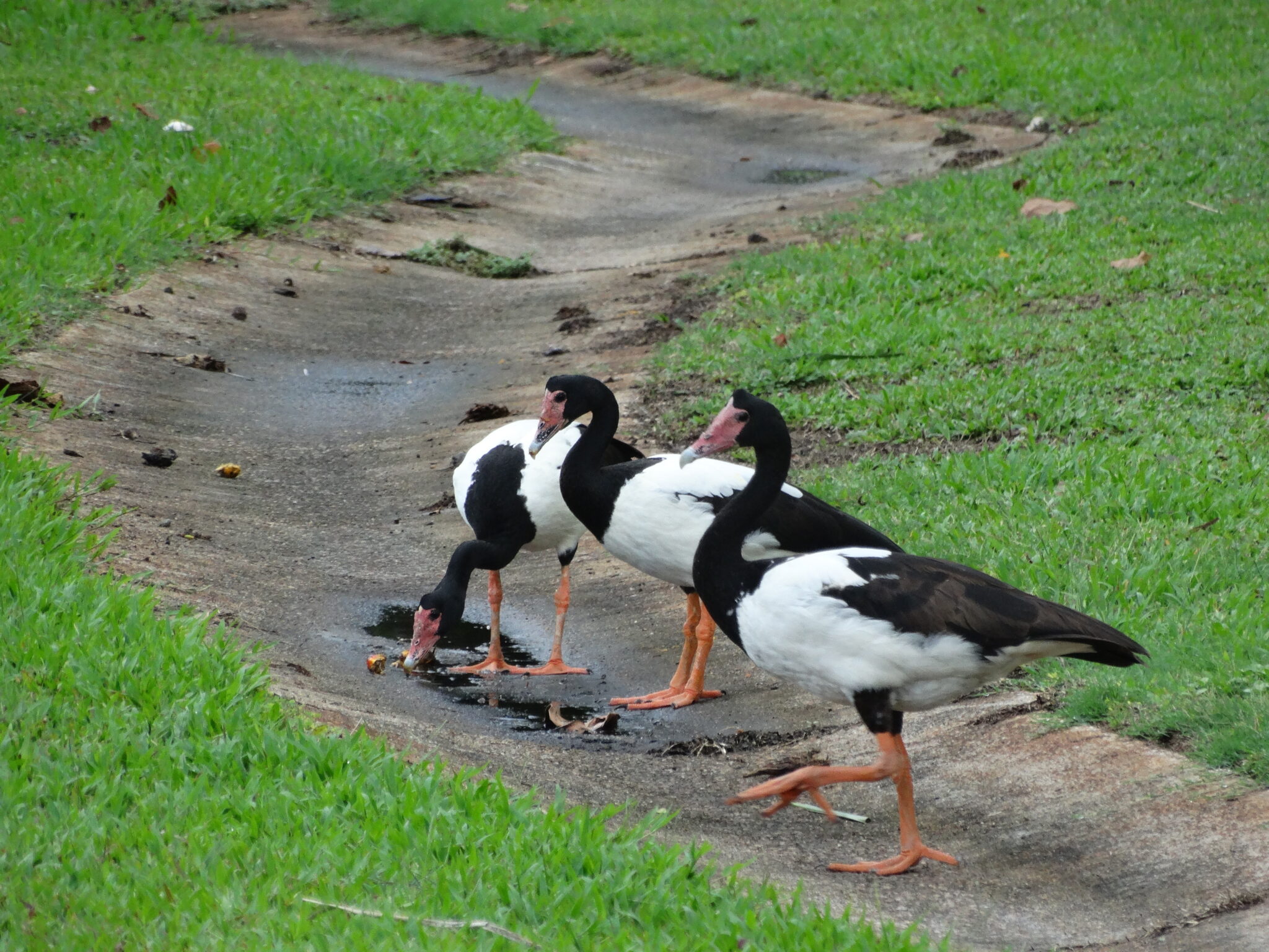 Magpie Geese | Great Bird Pics
