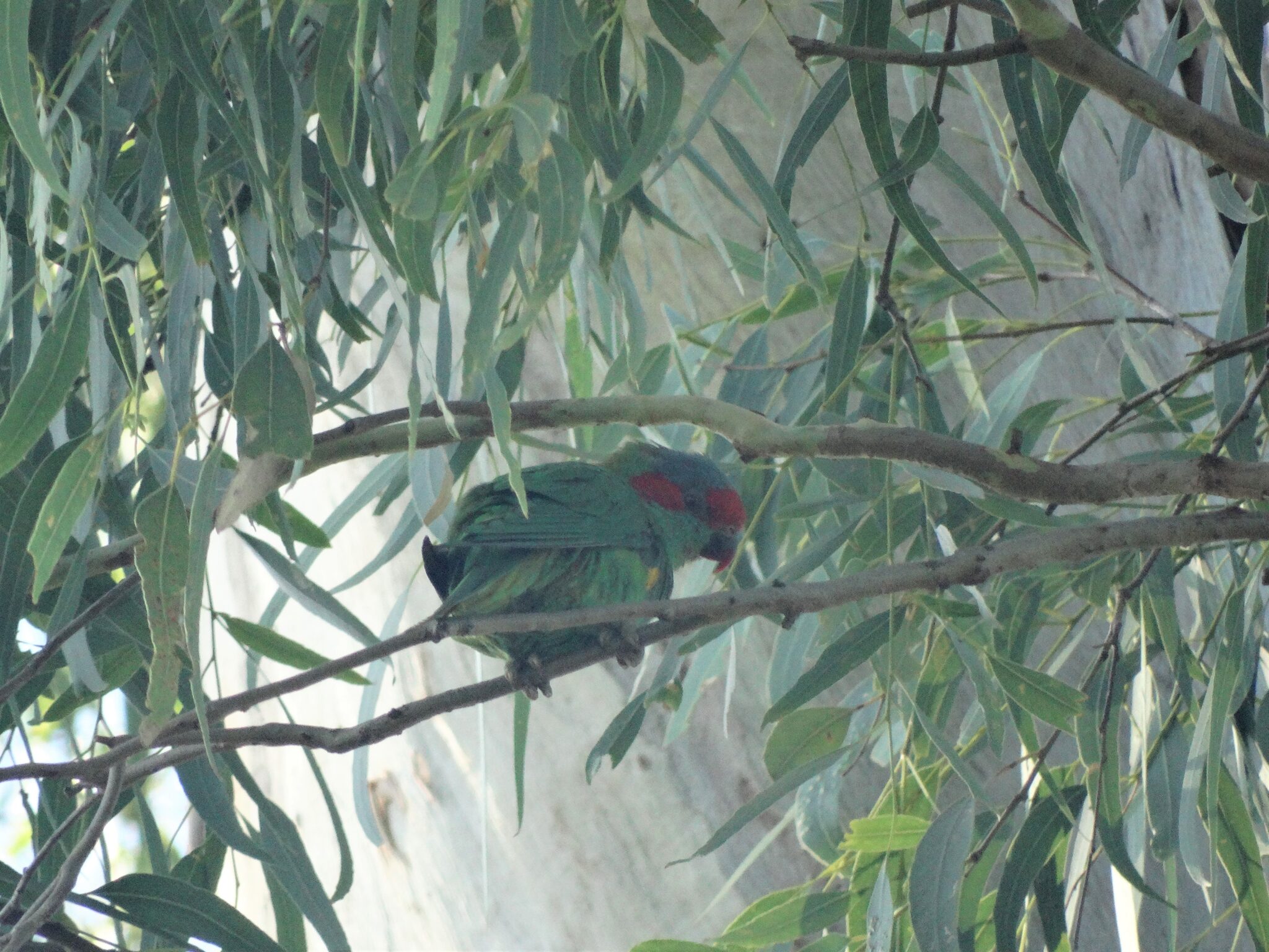 Musk Lorikeet | Great Bird Pics