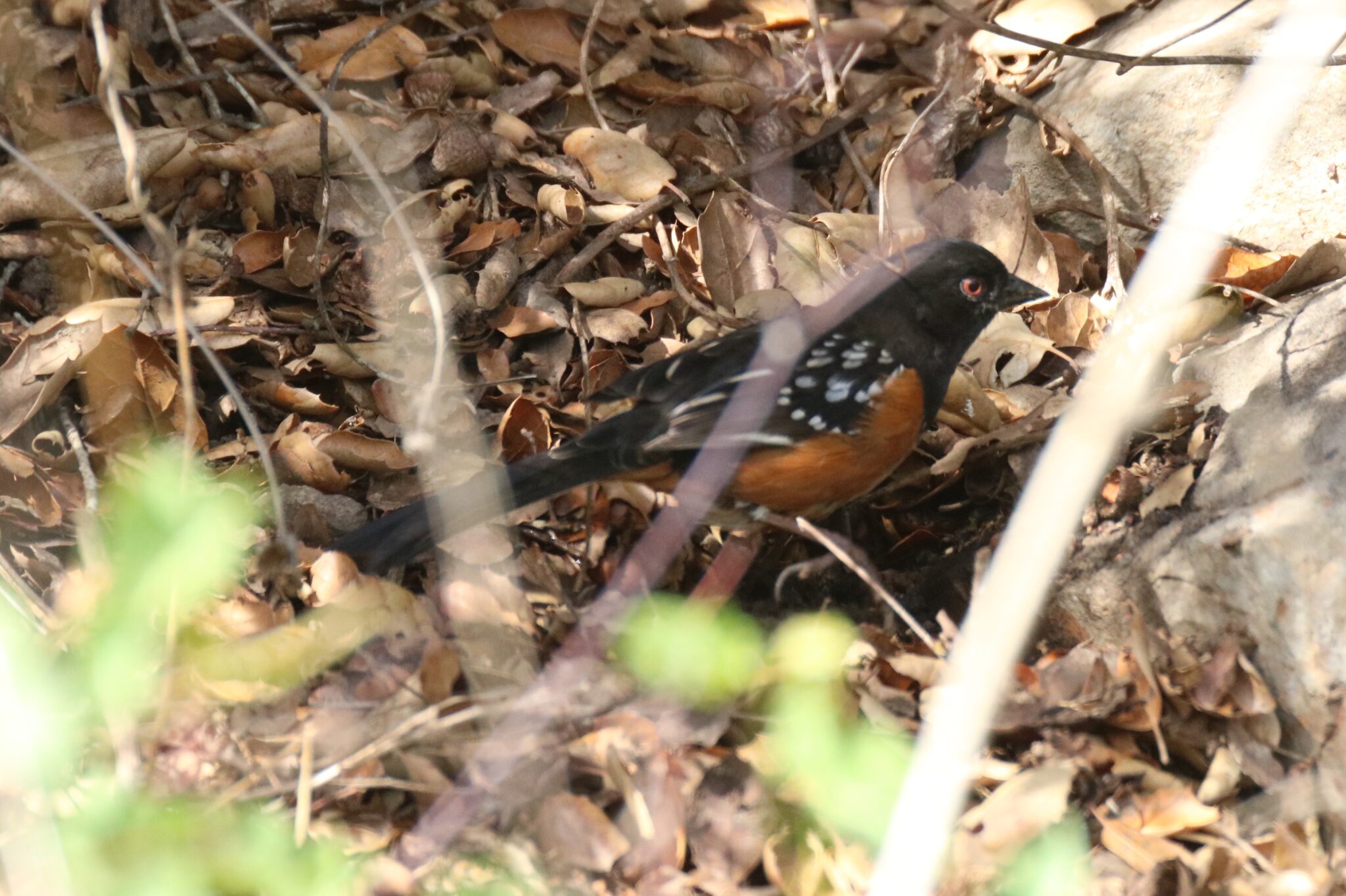 Spotted Towhee | Great Bird Pics