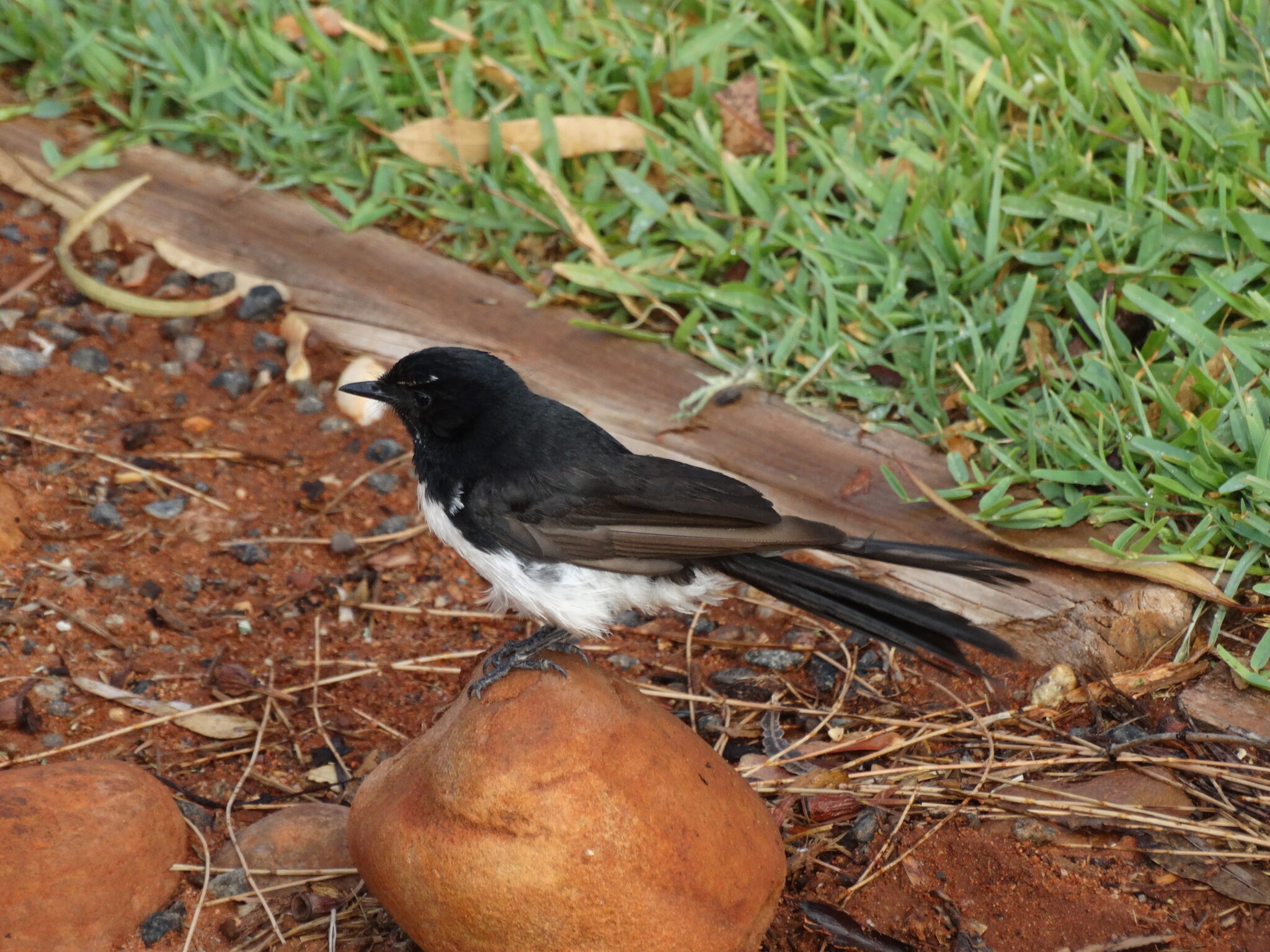 Willie-Wagtail | Great Bird Pics
