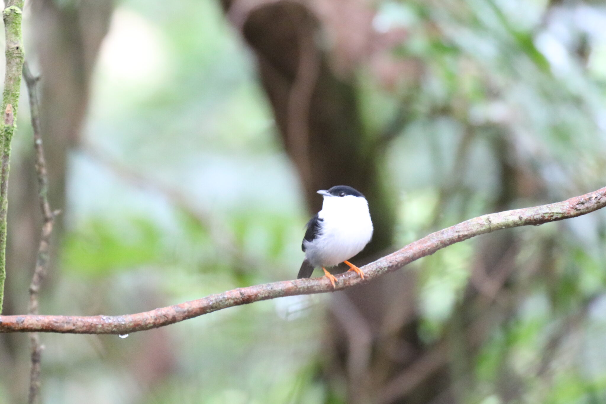 White-bearded Manakin | Great Bird Pics