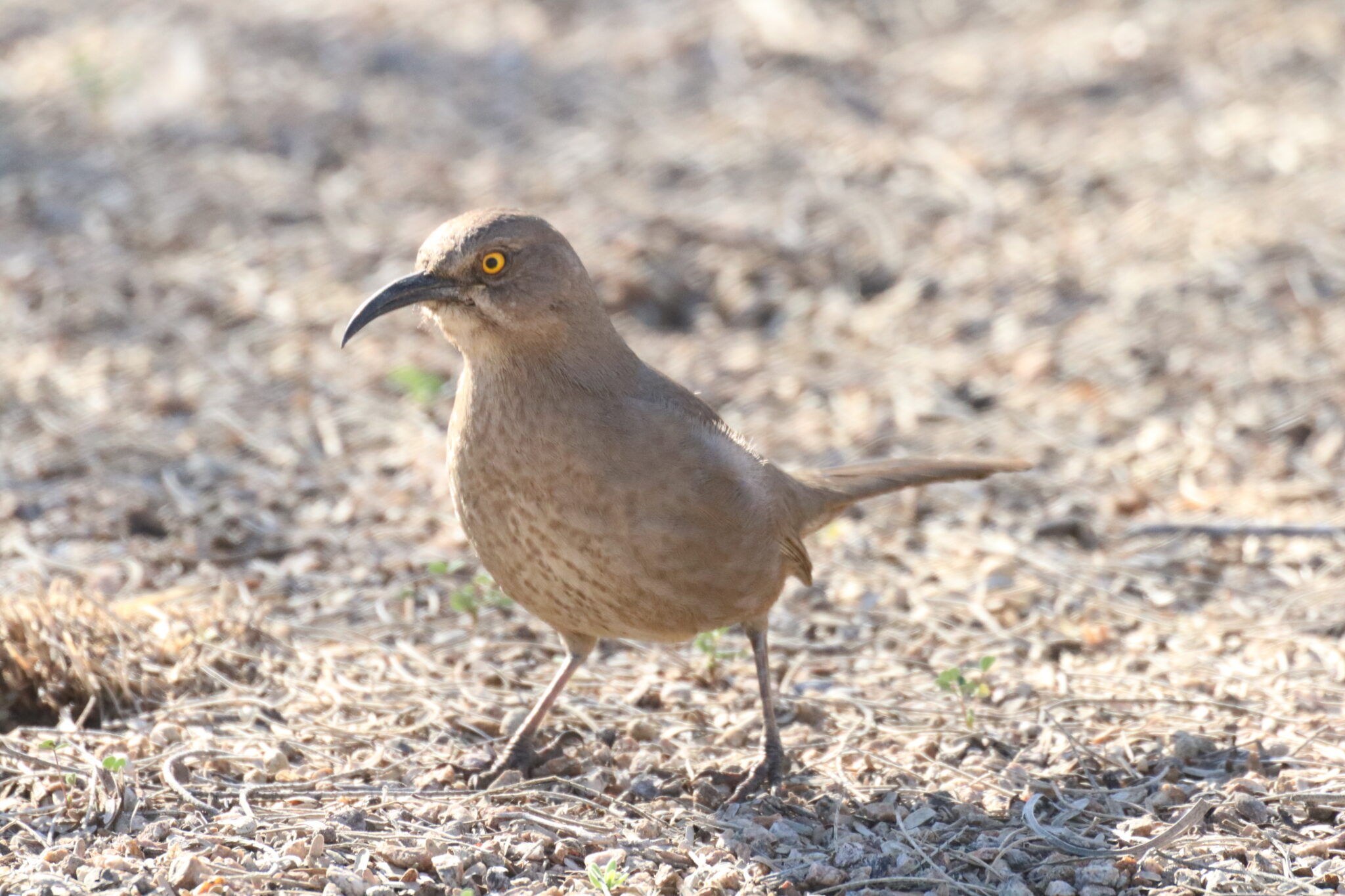 Curve-billed Thrasher | Great Bird Pics