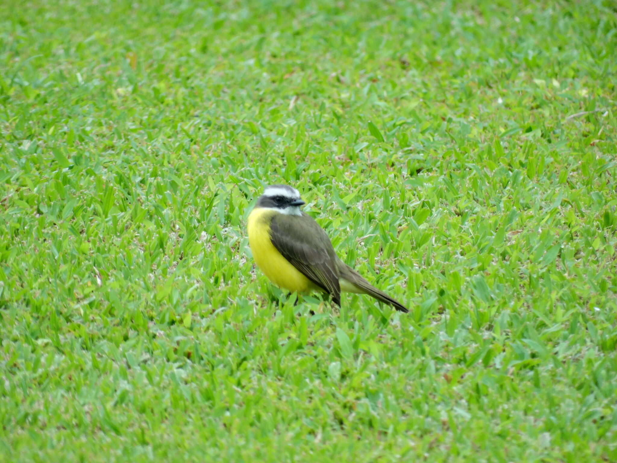 Gray-capped Flycatcher | Great Bird Pics
