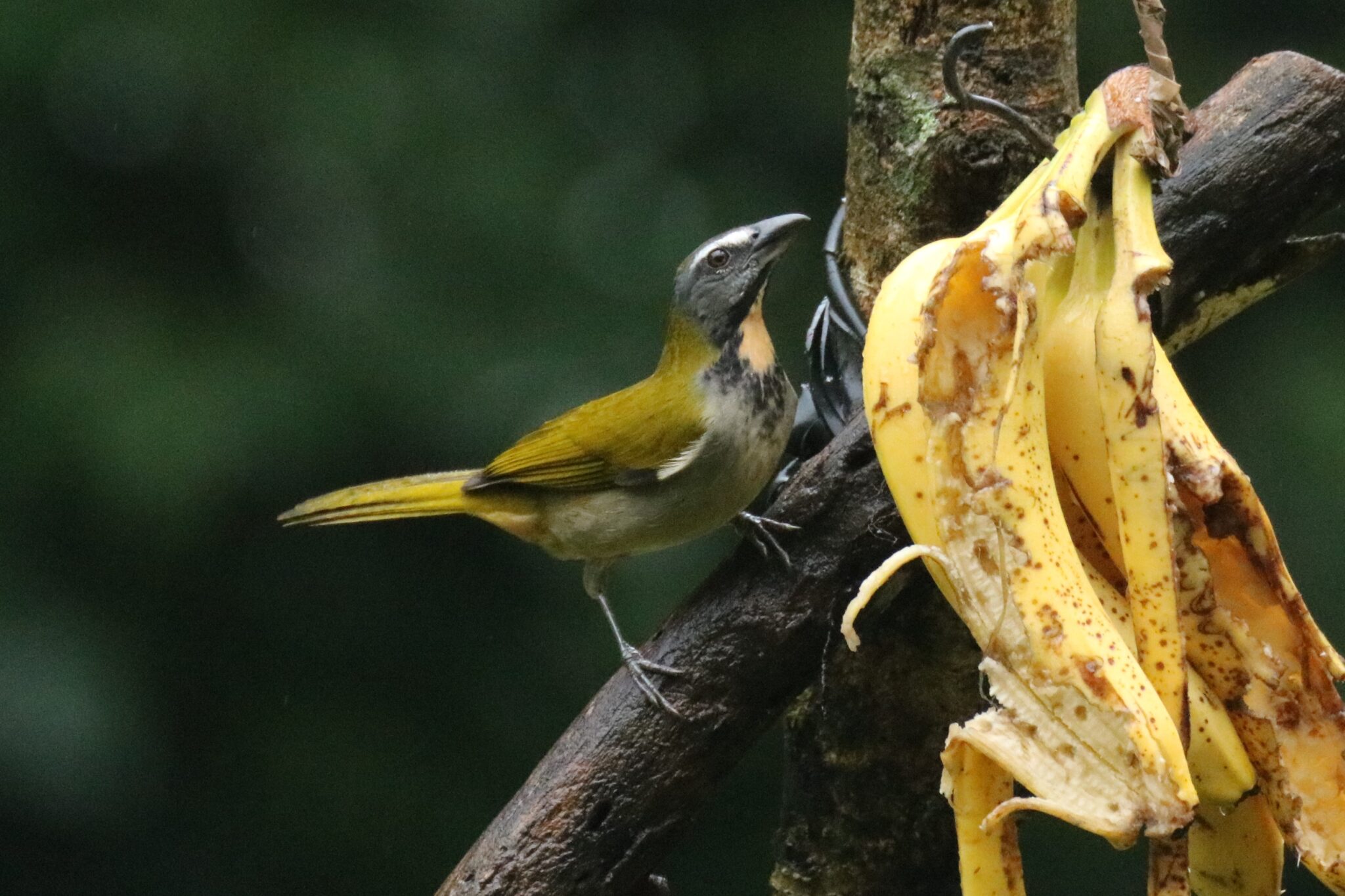 Buff-throated Saltator | Great Bird Pics