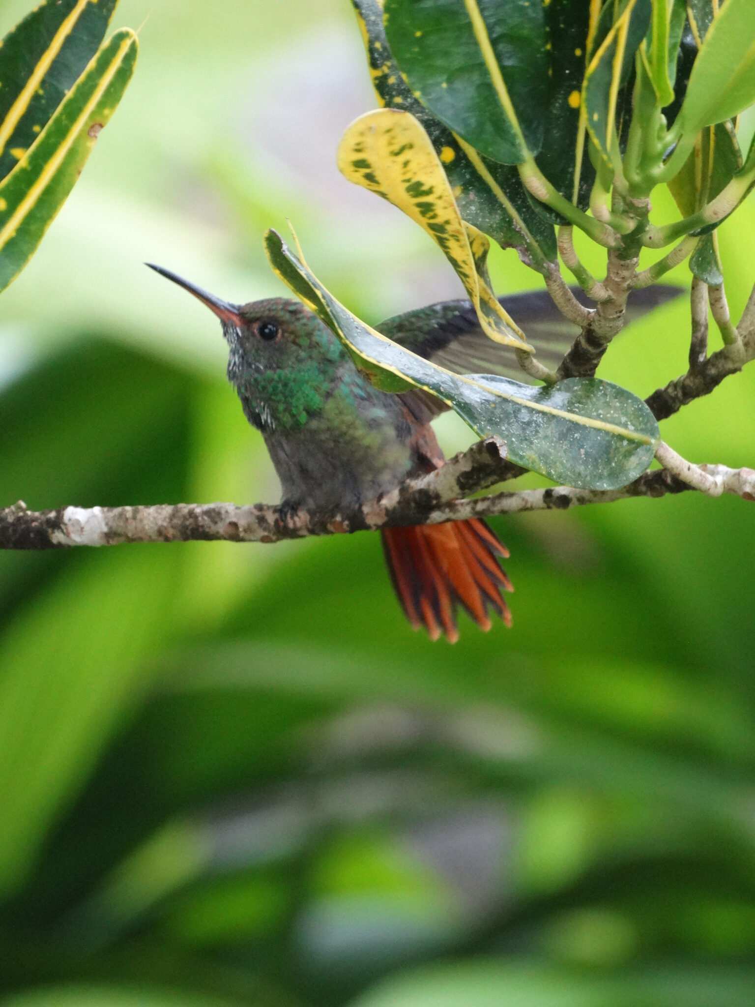 Rufous-tailed Hummingbird | Great Bird Pics