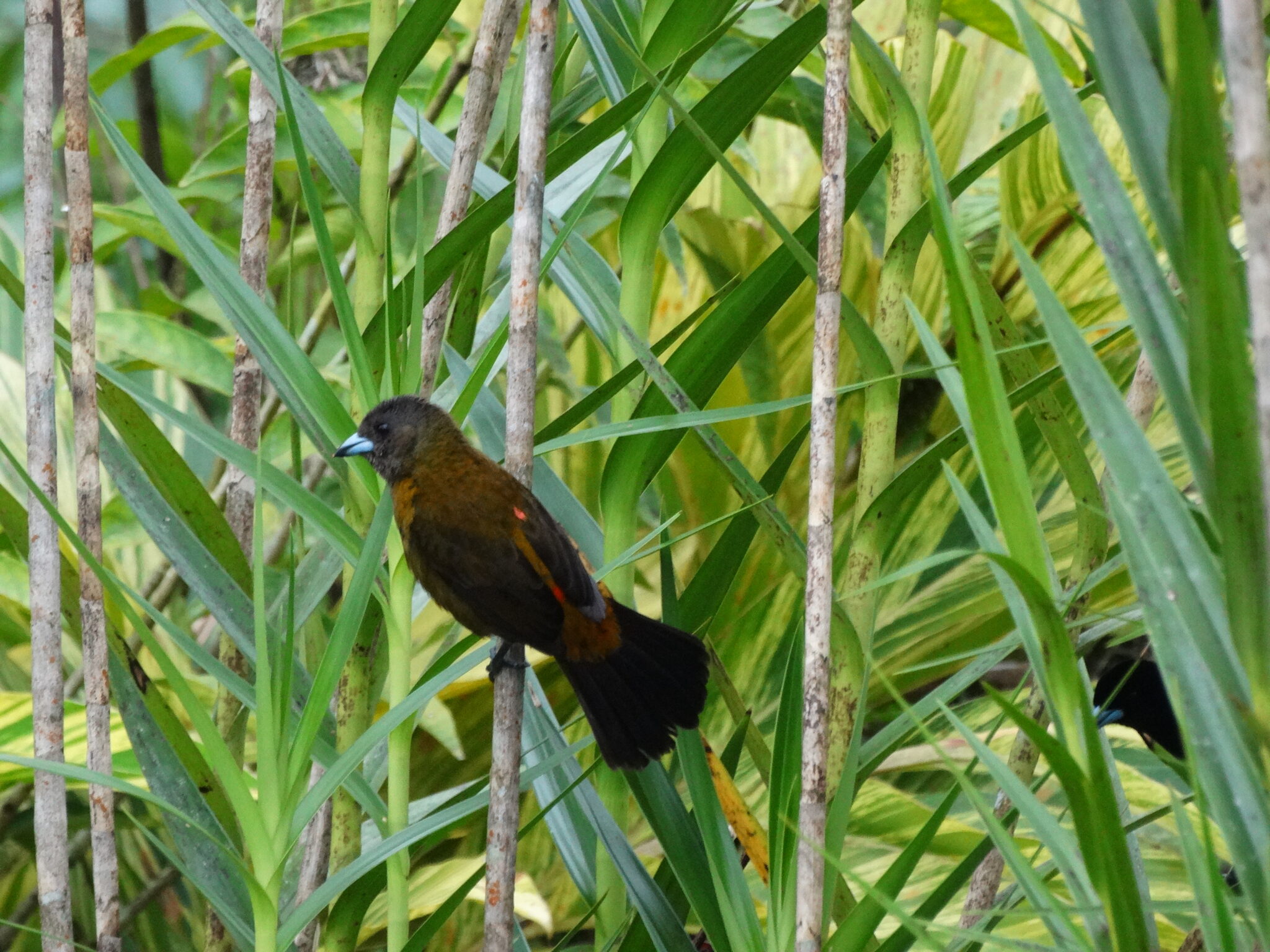 Scarlet-rumped Tanager (Passerini’s) | Great Bird Pics