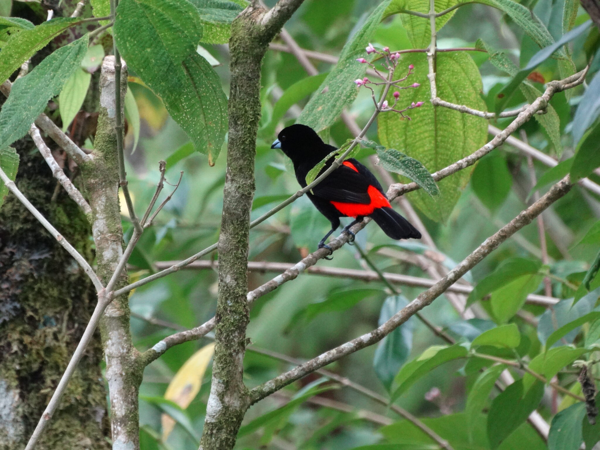 Scarlet-rumped Tanager (Passerini’s) | Great Bird Pics