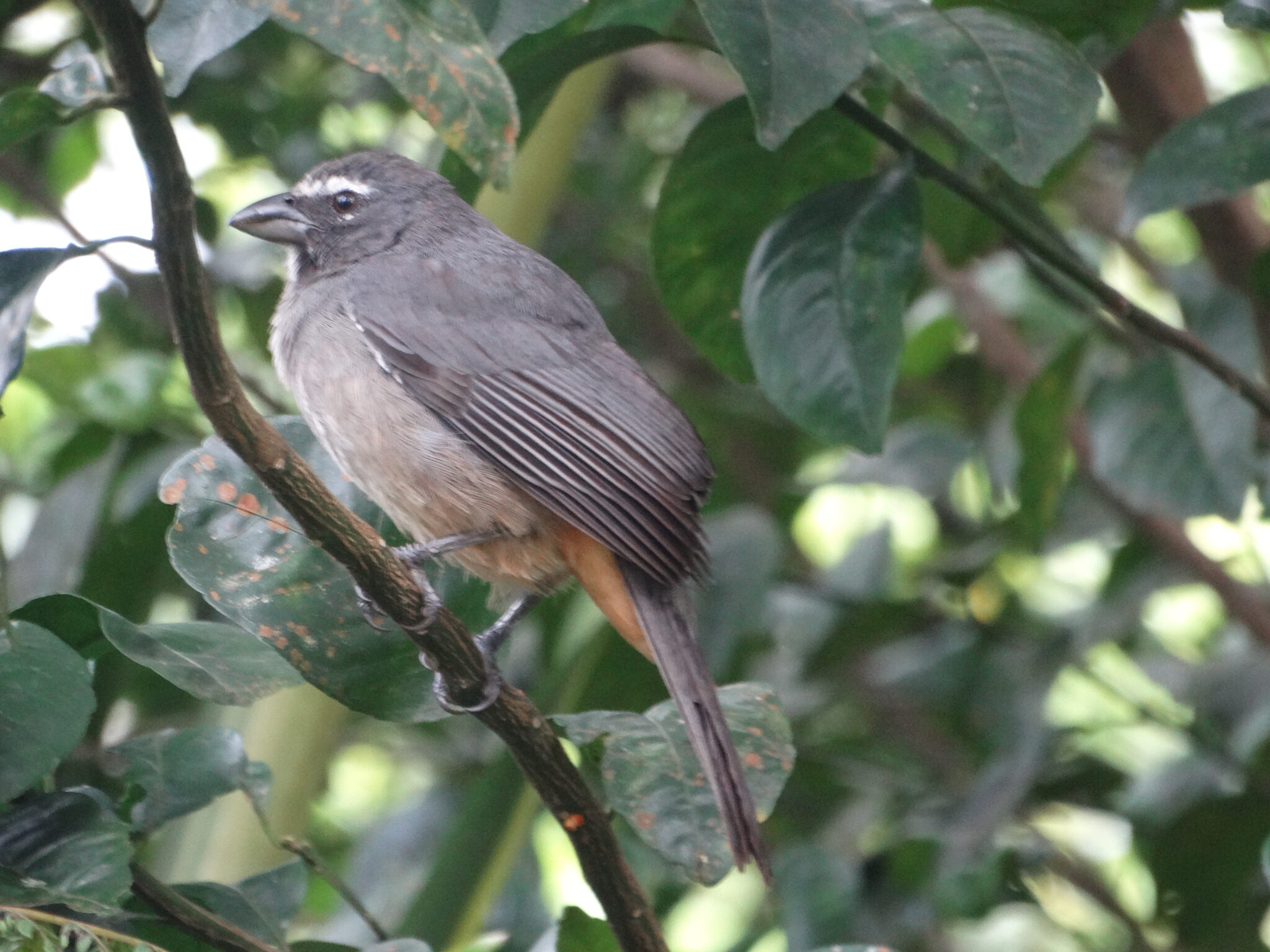 Grayish Saltator | Great Bird Pics