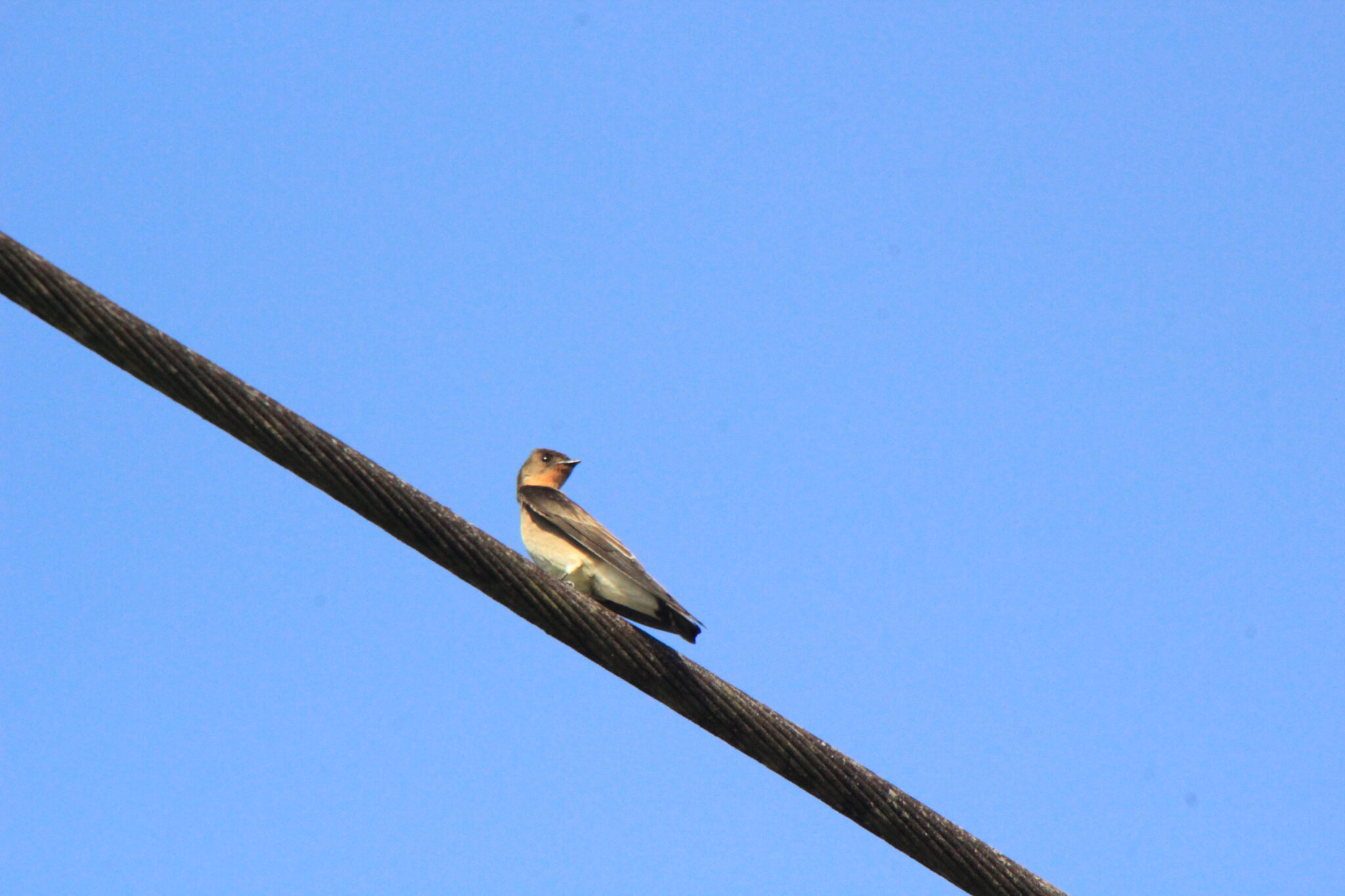 Southern Rough-winged Swallow | Great Bird Pics