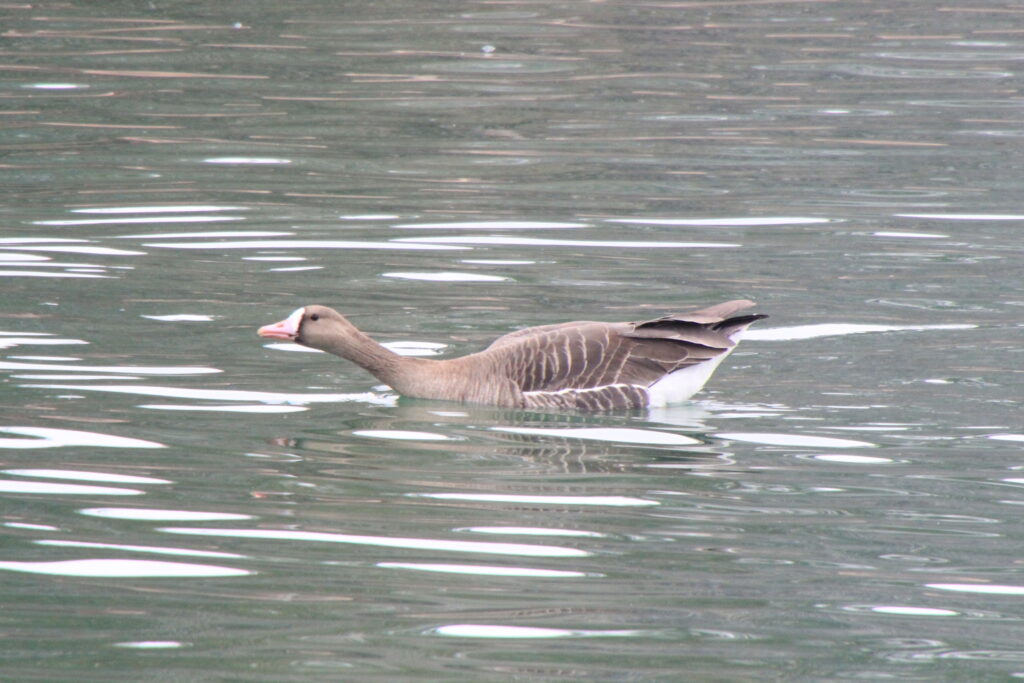 Greater White-fronted Goose | Great Bird Pics