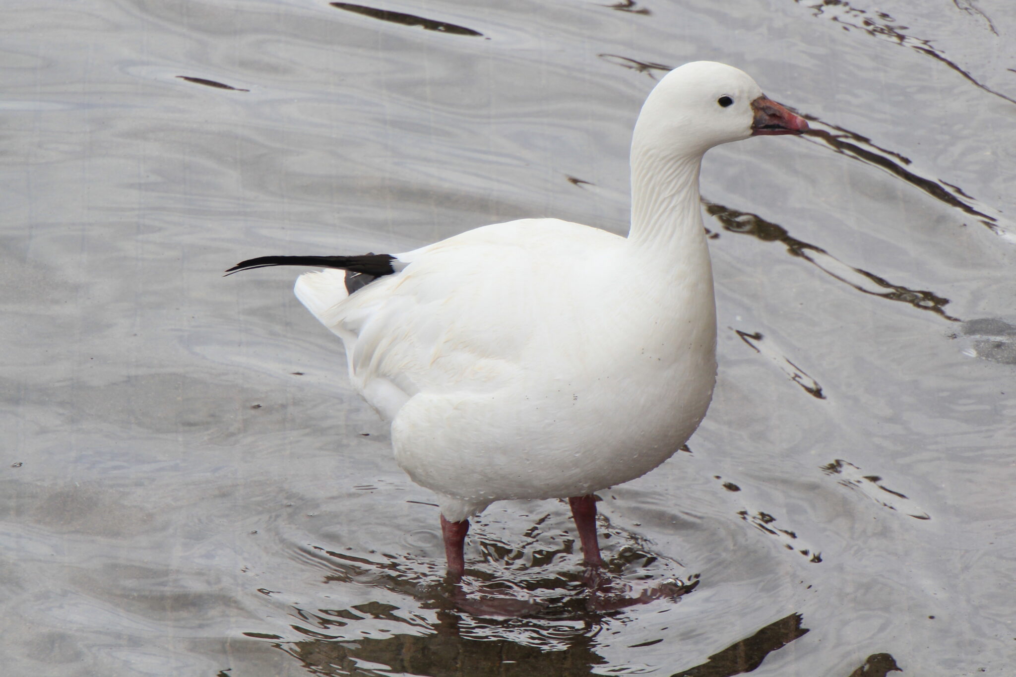 Ross’s Goose | Great Bird Pics