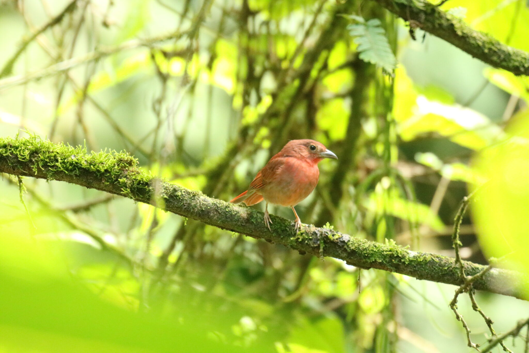 Red-crowned Ant-tanager | Great Bird Pics