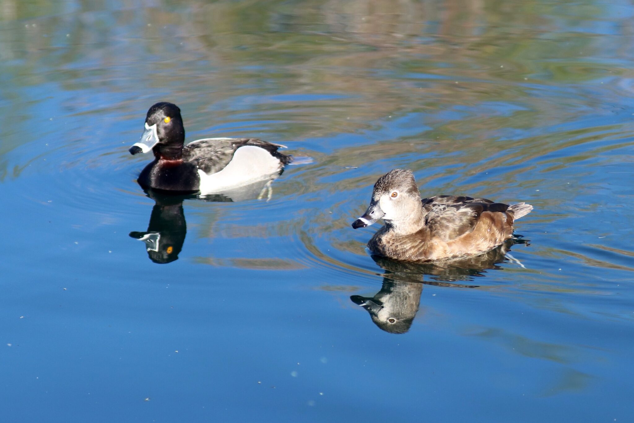 Ring-necked Ducks | Great Bird Pics