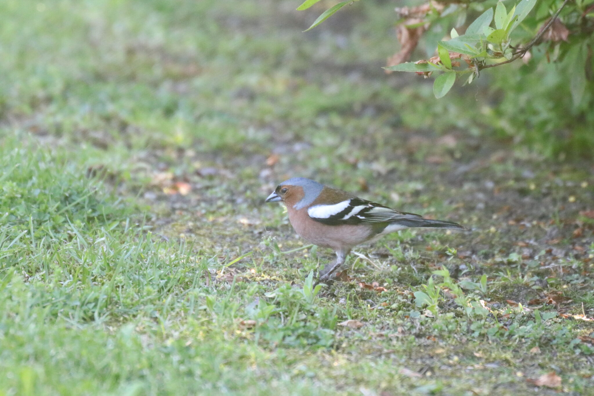 Common Chaffinch | Great Bird Pics