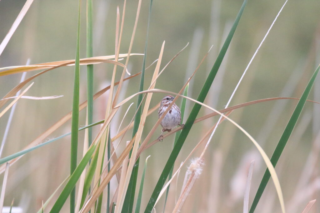 Song Sparrow | Great Bird Pics