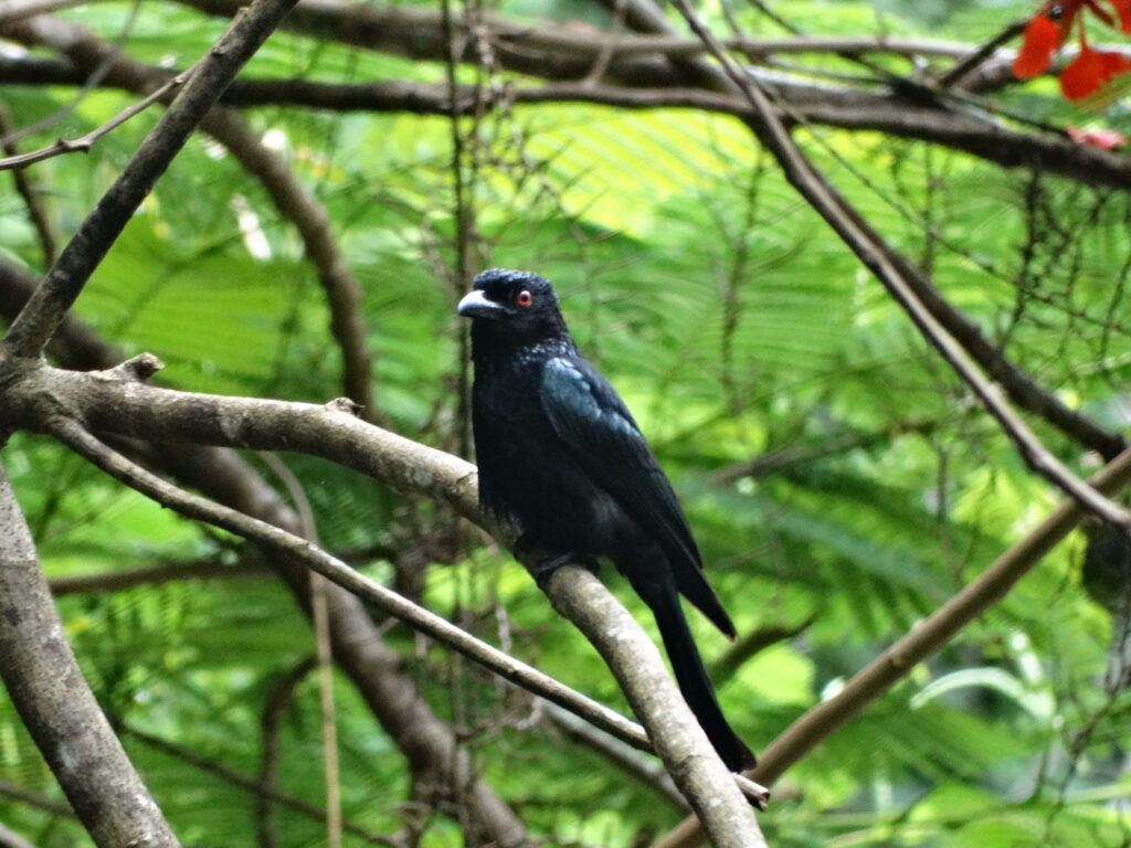 Spangled Drongo | Great Bird Pics