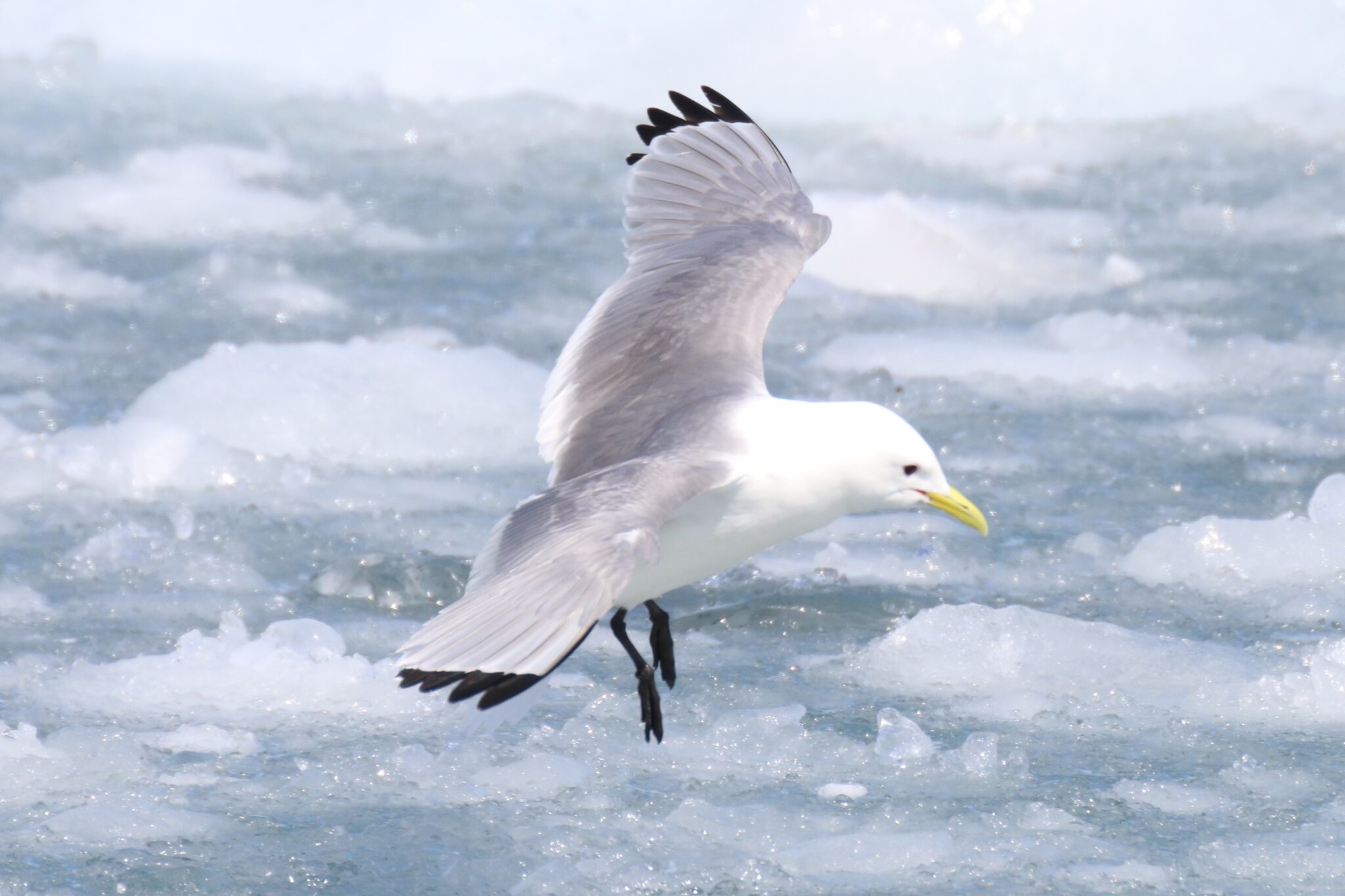 Black-legged Kittiwake | Great Bird Pics