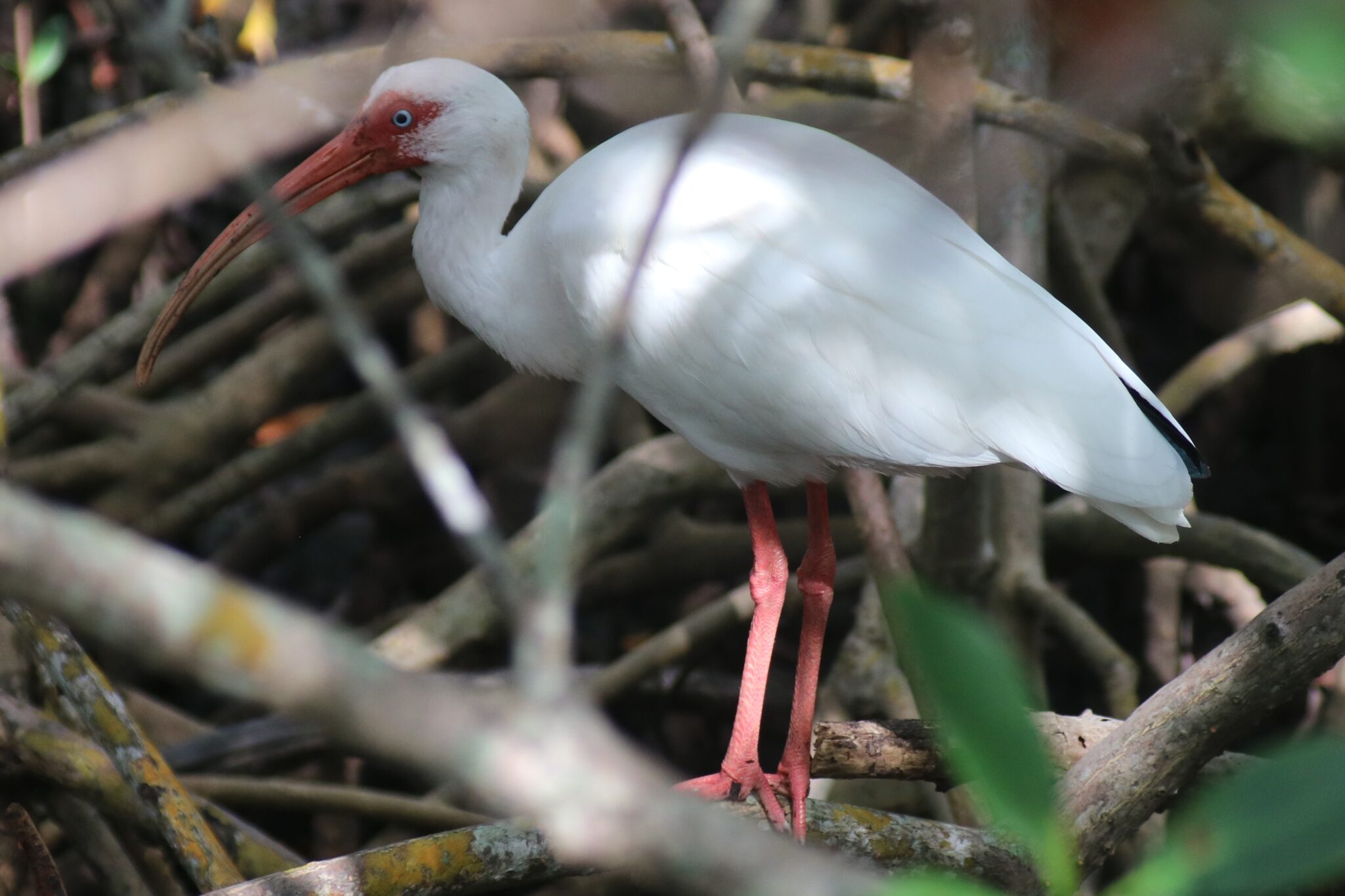 White Ibis | Great Bird Pics