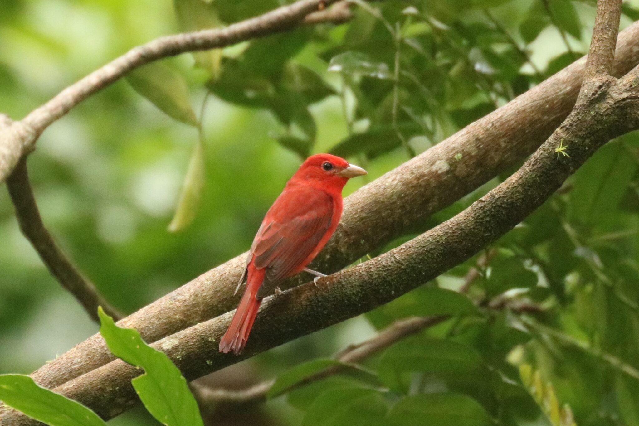 Summer Tanager | Great Bird Pics