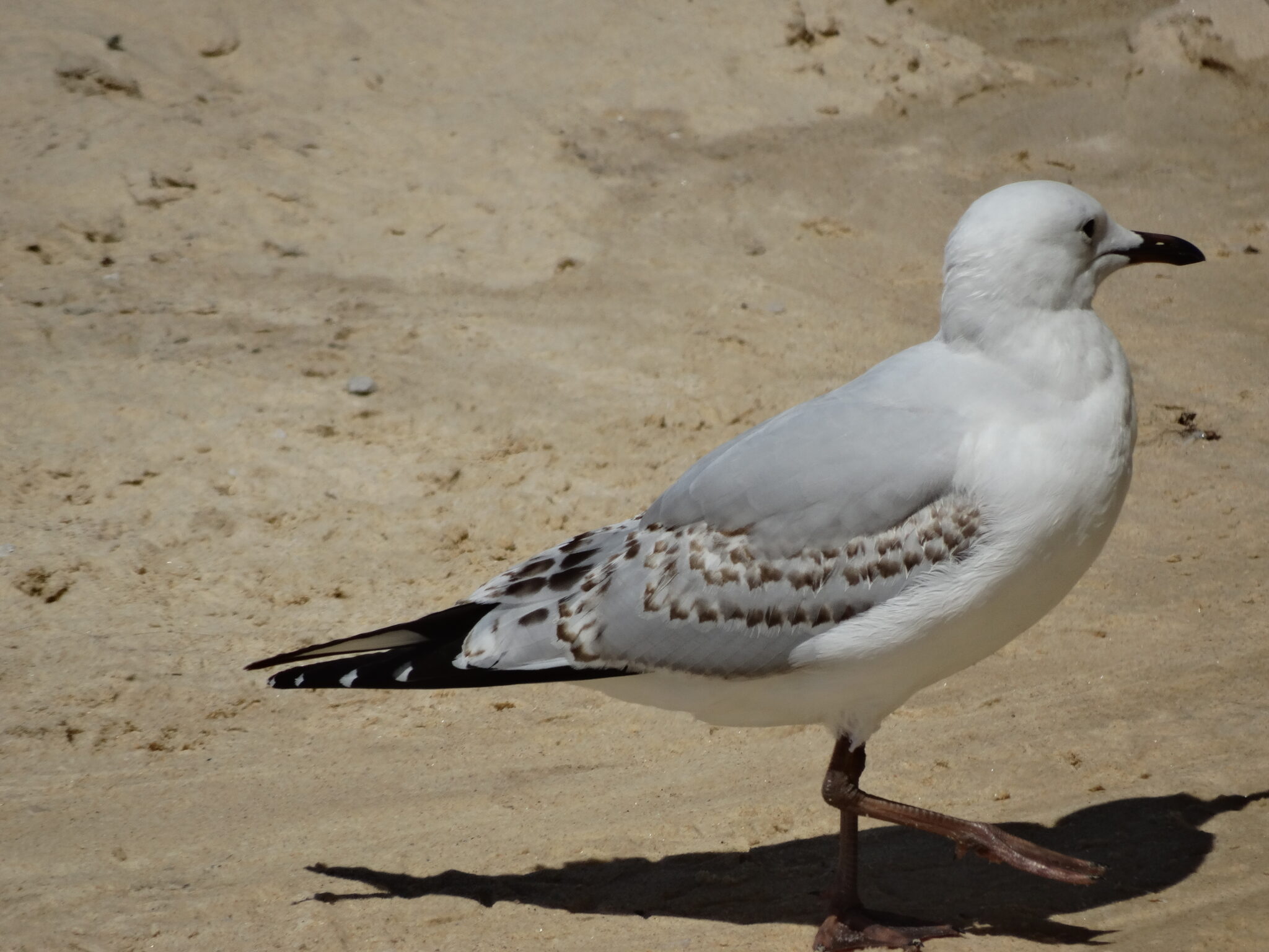Silver Gull | Great Bird Pics