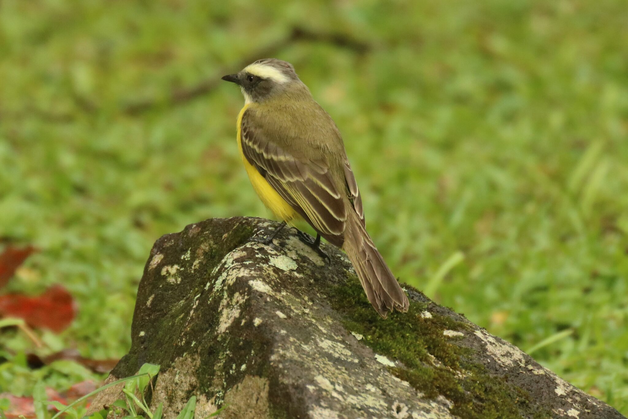 Social Flycatcher | Great Bird Pics