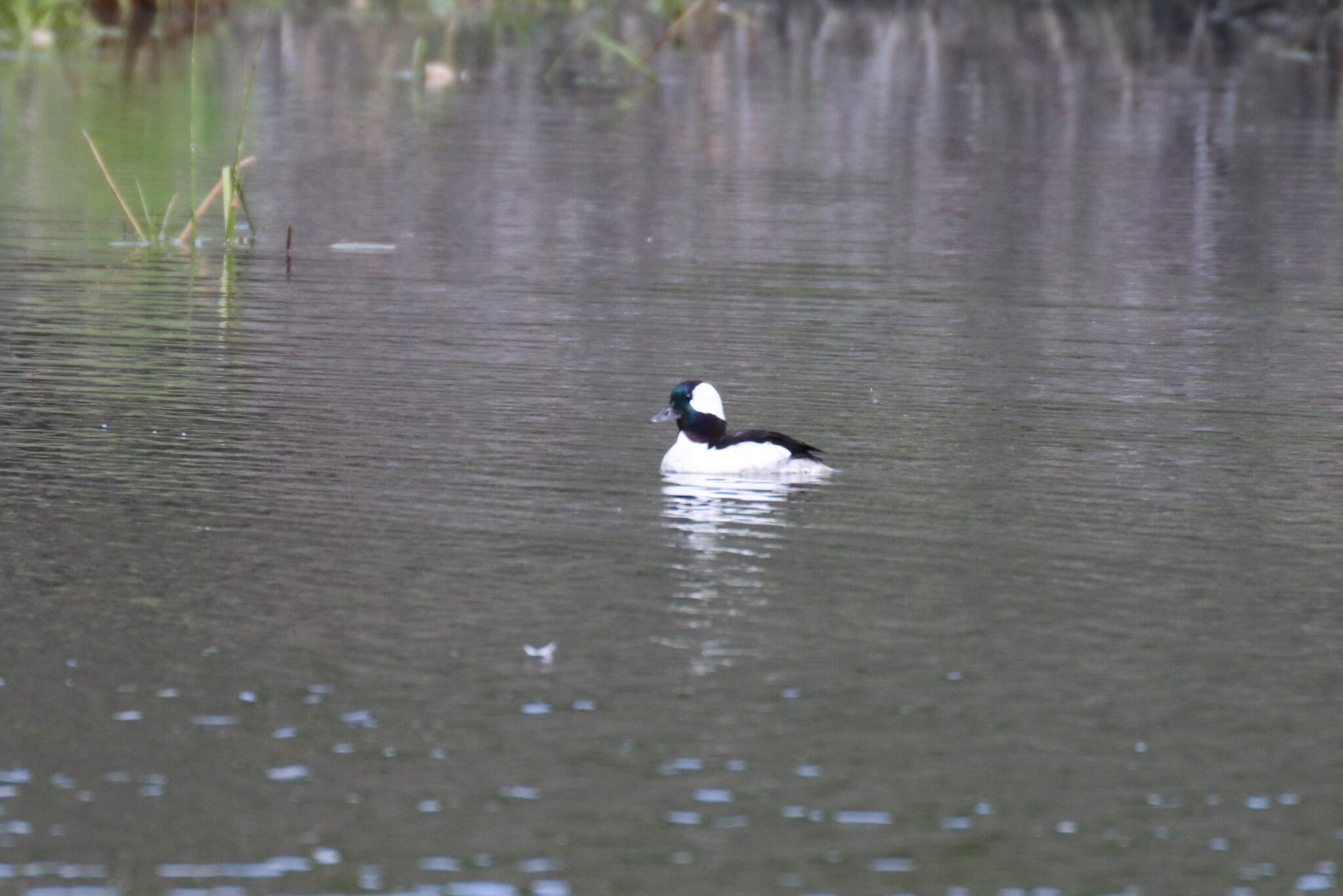 Bufflehead | Great Bird Pics