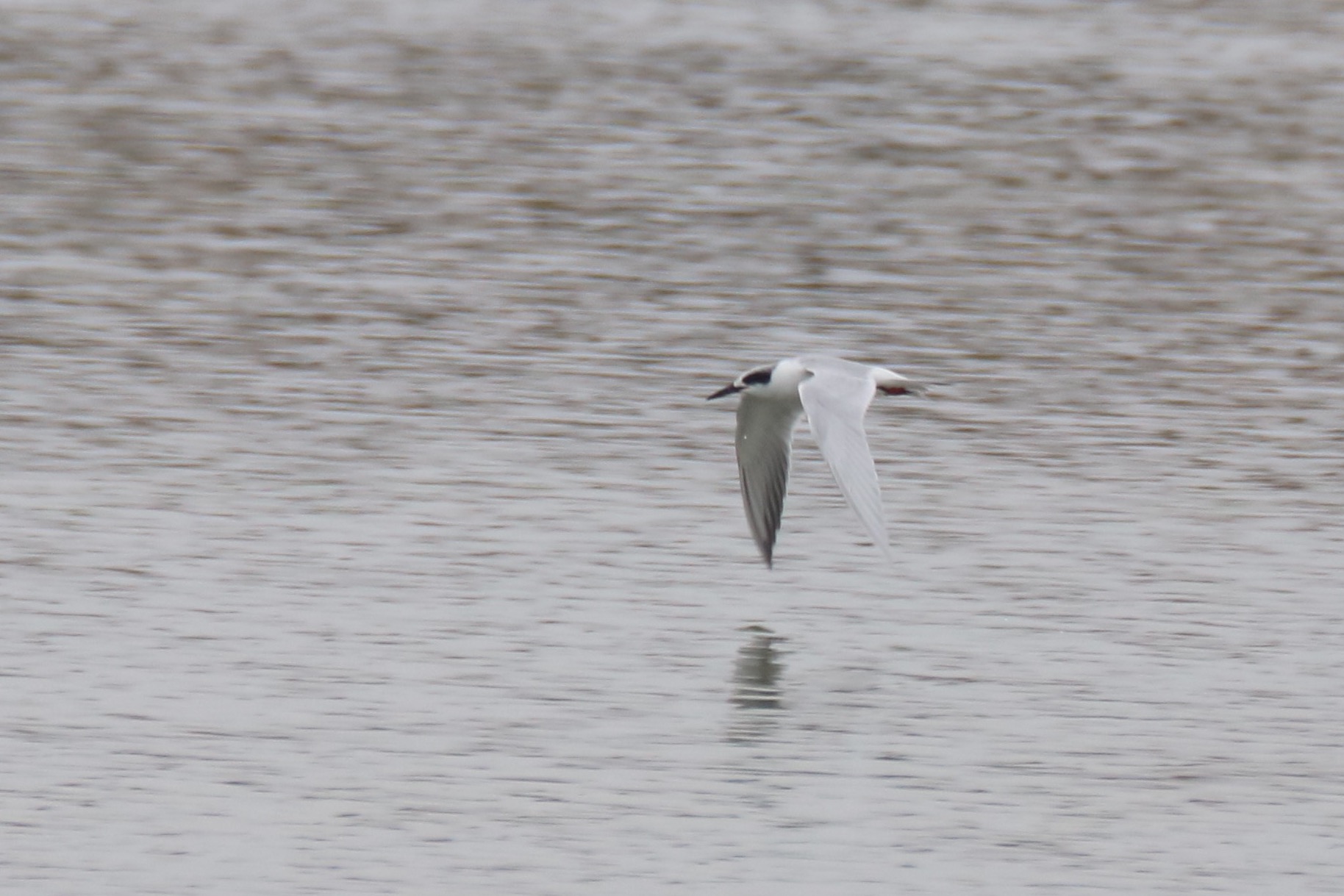 Forster’s tern | Great Bird Pics