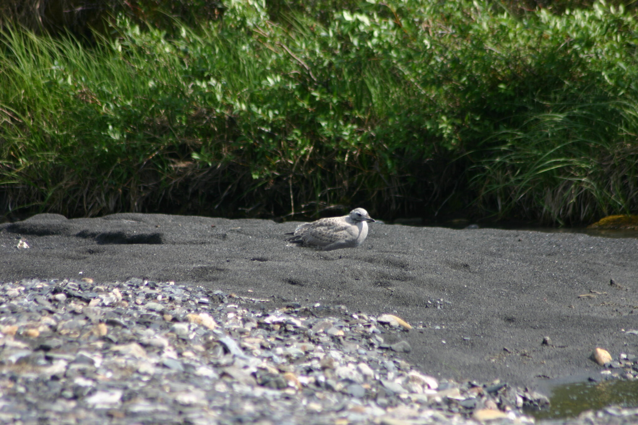 Mew gull chick | Great Bird Pics